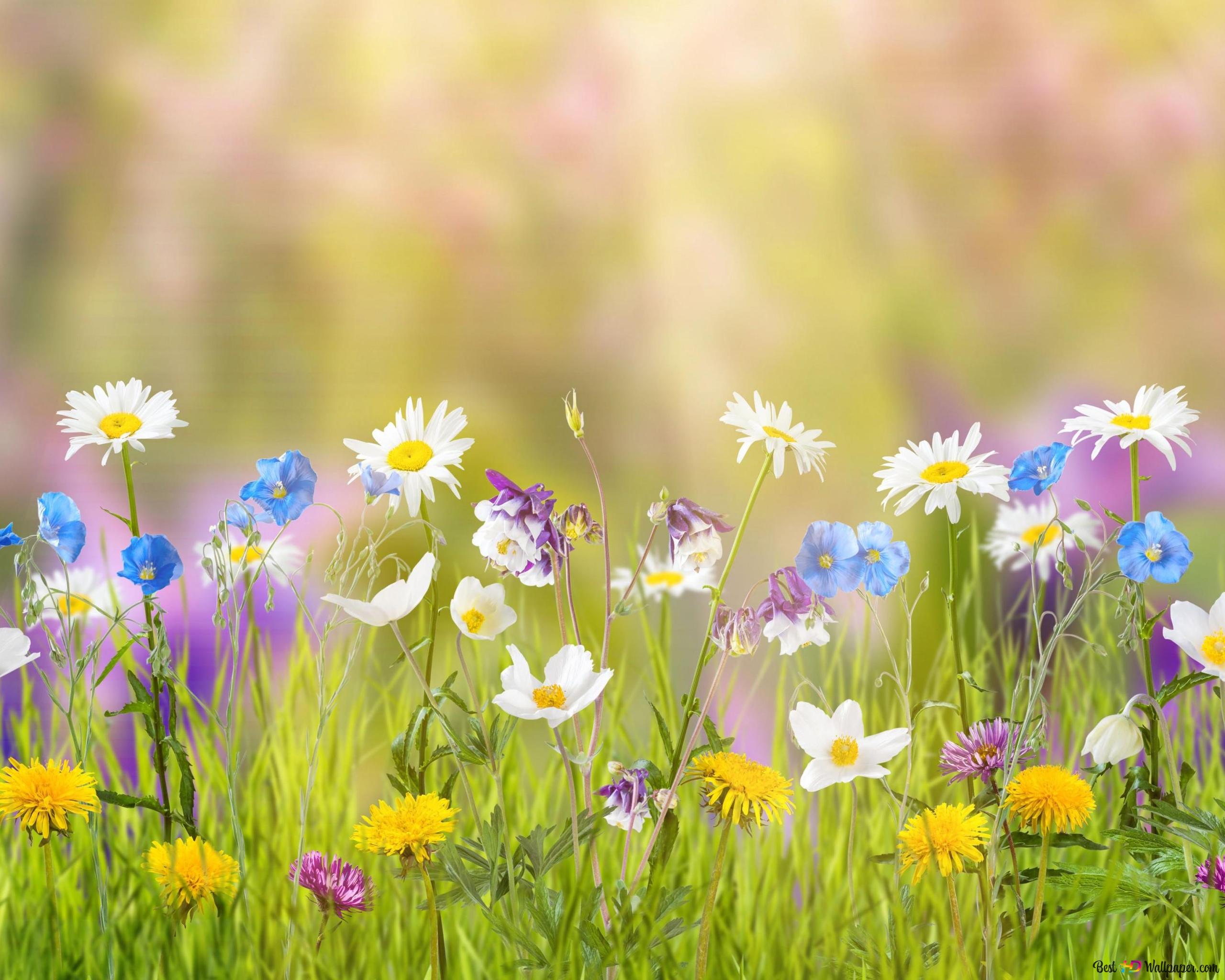 Springtime Field Wallpapers - Wallpaper Cave