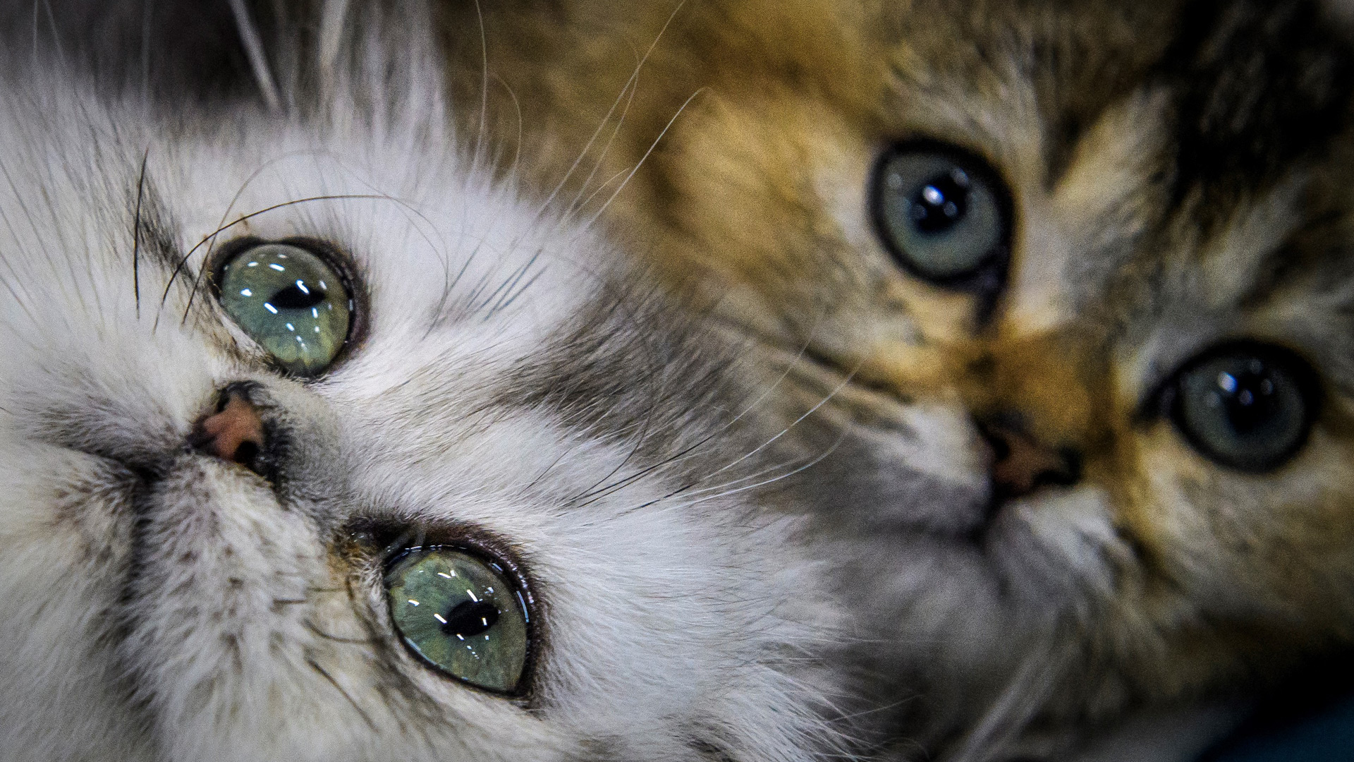 Cats 2023 Wallpapers - Wallpaper Cave
