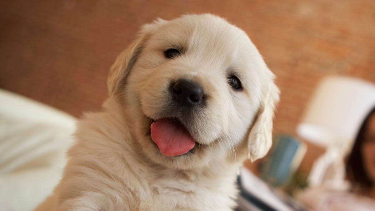 Cute Dog 2023 Wallpapers - Wallpaper Cave