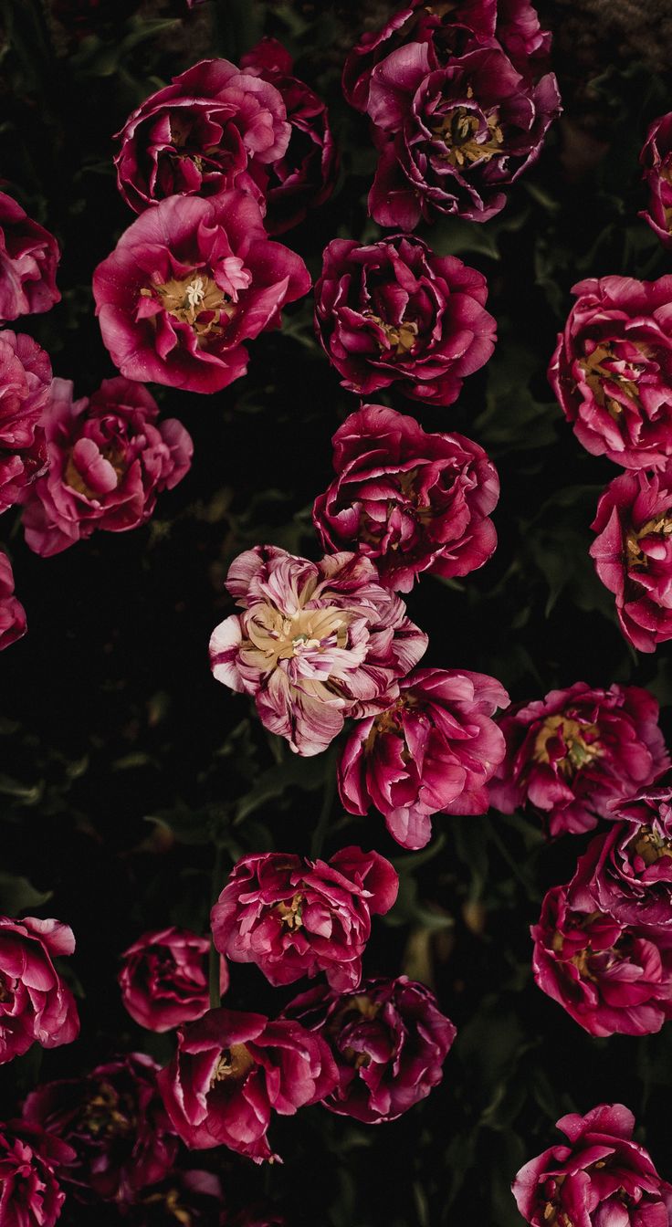 Spring Dark Pink And Red Wallpapers - Wallpaper Cave