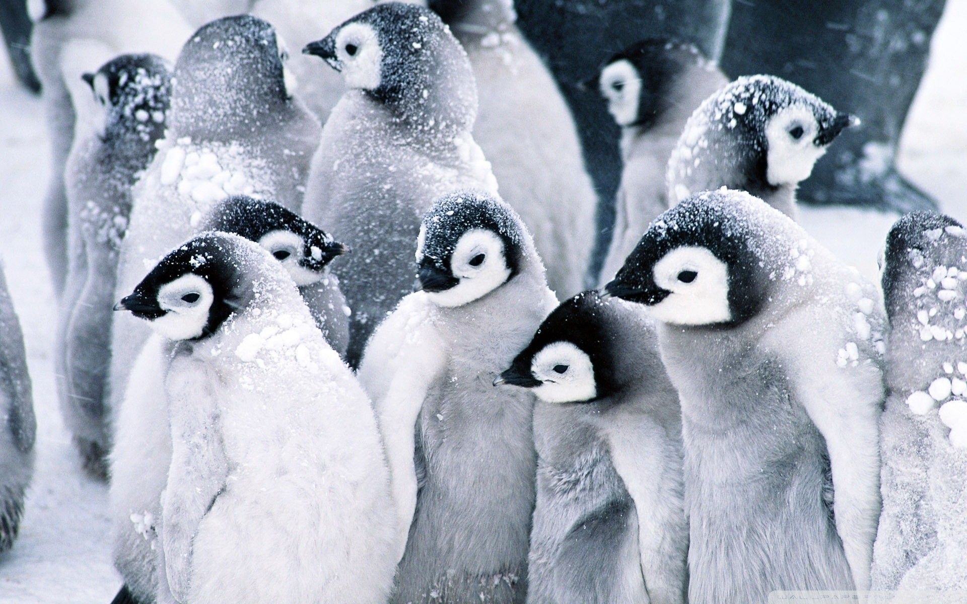 Penguin Winter Wallpapers - Wallpaper Cave