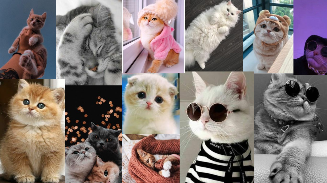 Cats Collage Wallpapers Wallpaper Cave