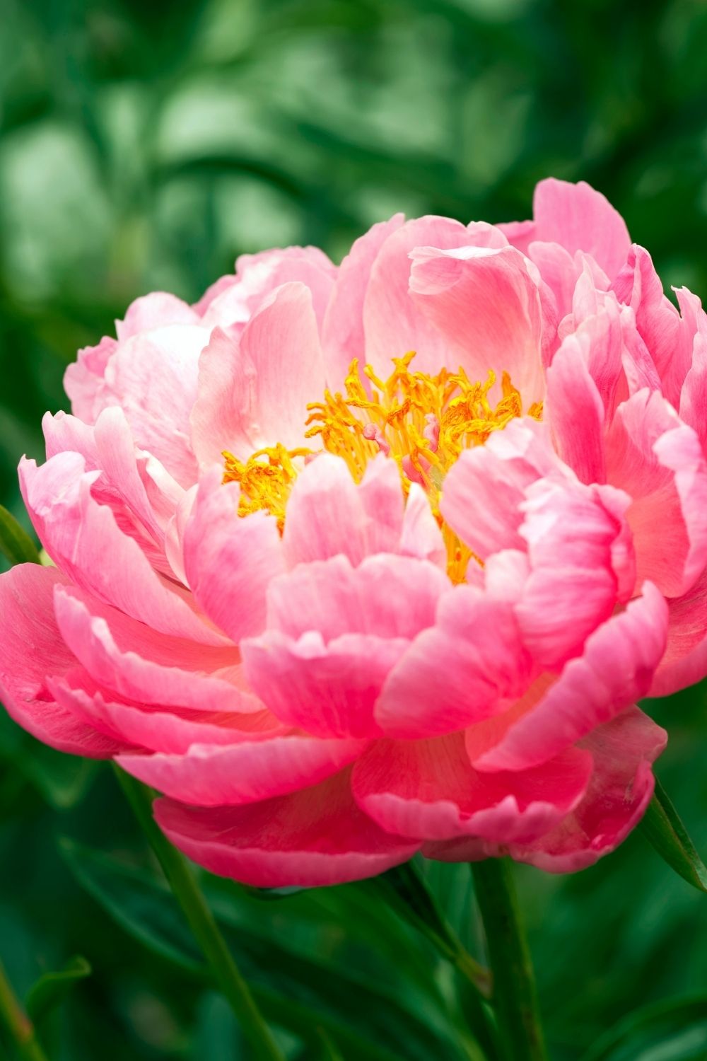 Cozy Spring Aesthetic Wallpapers - Wallpaper Cave