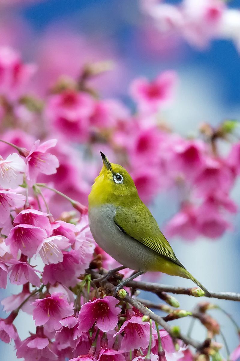 Spring Eye Wallpapers - Wallpaper Cave