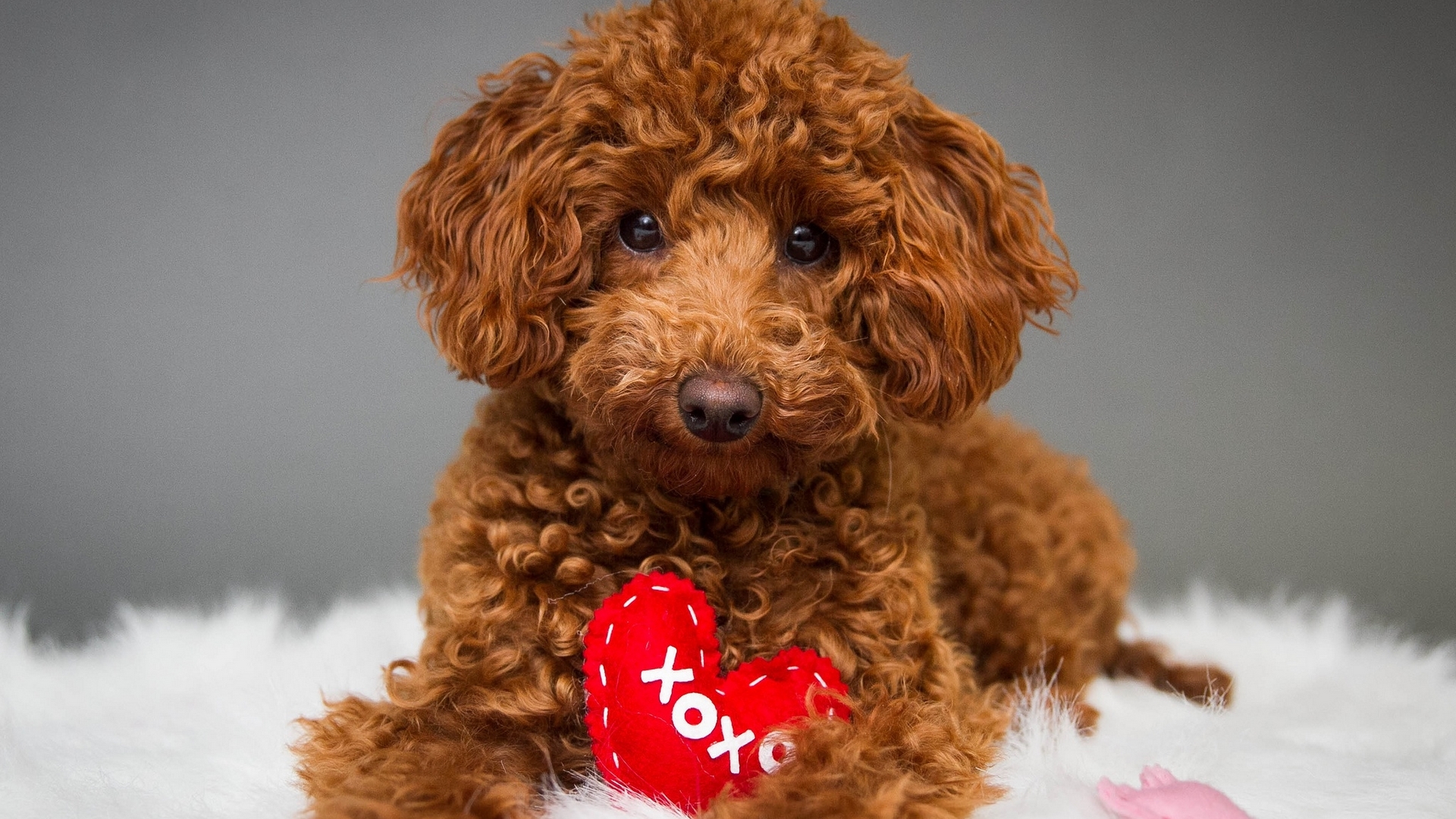 Valentine Cute Animals Wallpapers - Wallpaper Cave