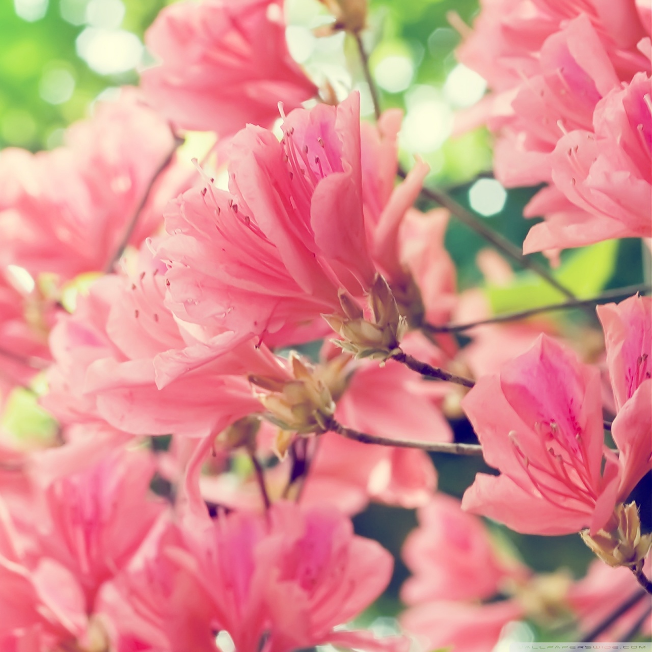 Most Beautiful Spring Wallpapers - Wallpaper Cave