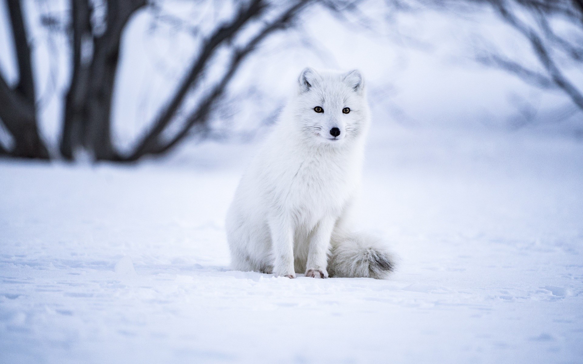 HD Winter Fox Wallpapers - Wallpaper Cave