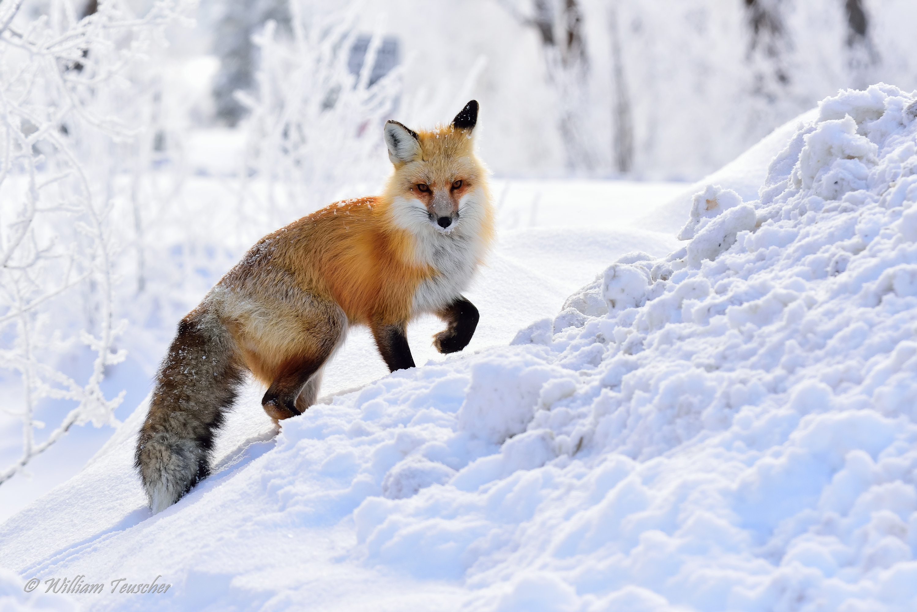 HD Winter Fox Wallpapers - Wallpaper Cave