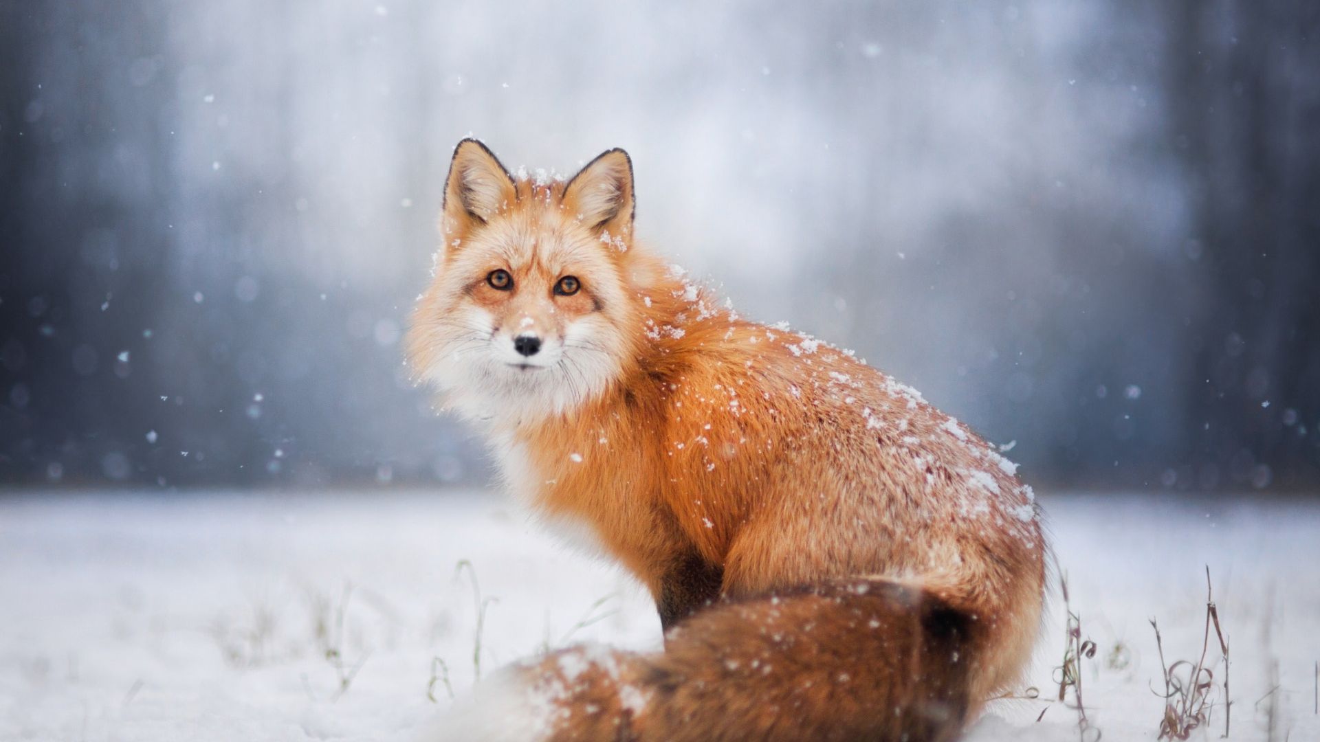 HD Winter Fox Wallpapers - Wallpaper Cave