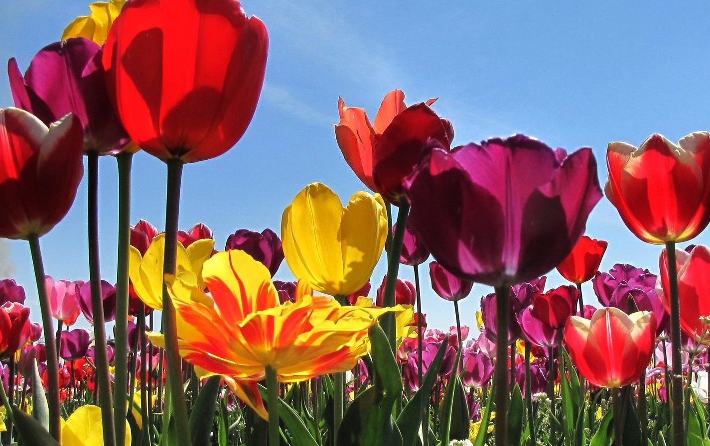 Start Spring Wallpapers - Wallpaper Cave