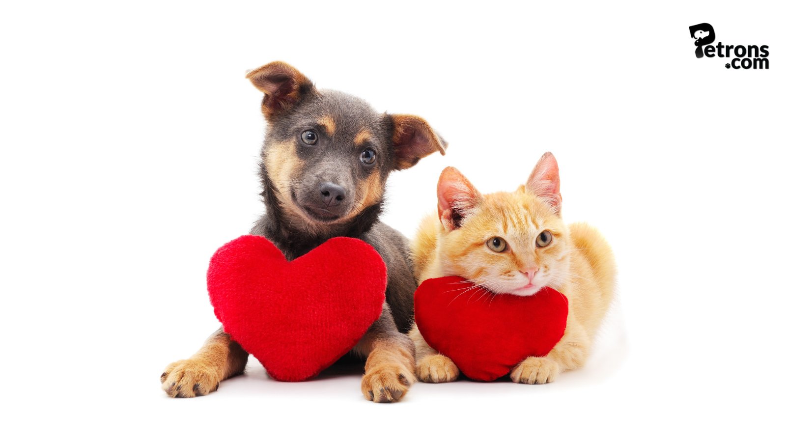 Cat And Dog Valentines Wallpapers - Wallpaper Cave
