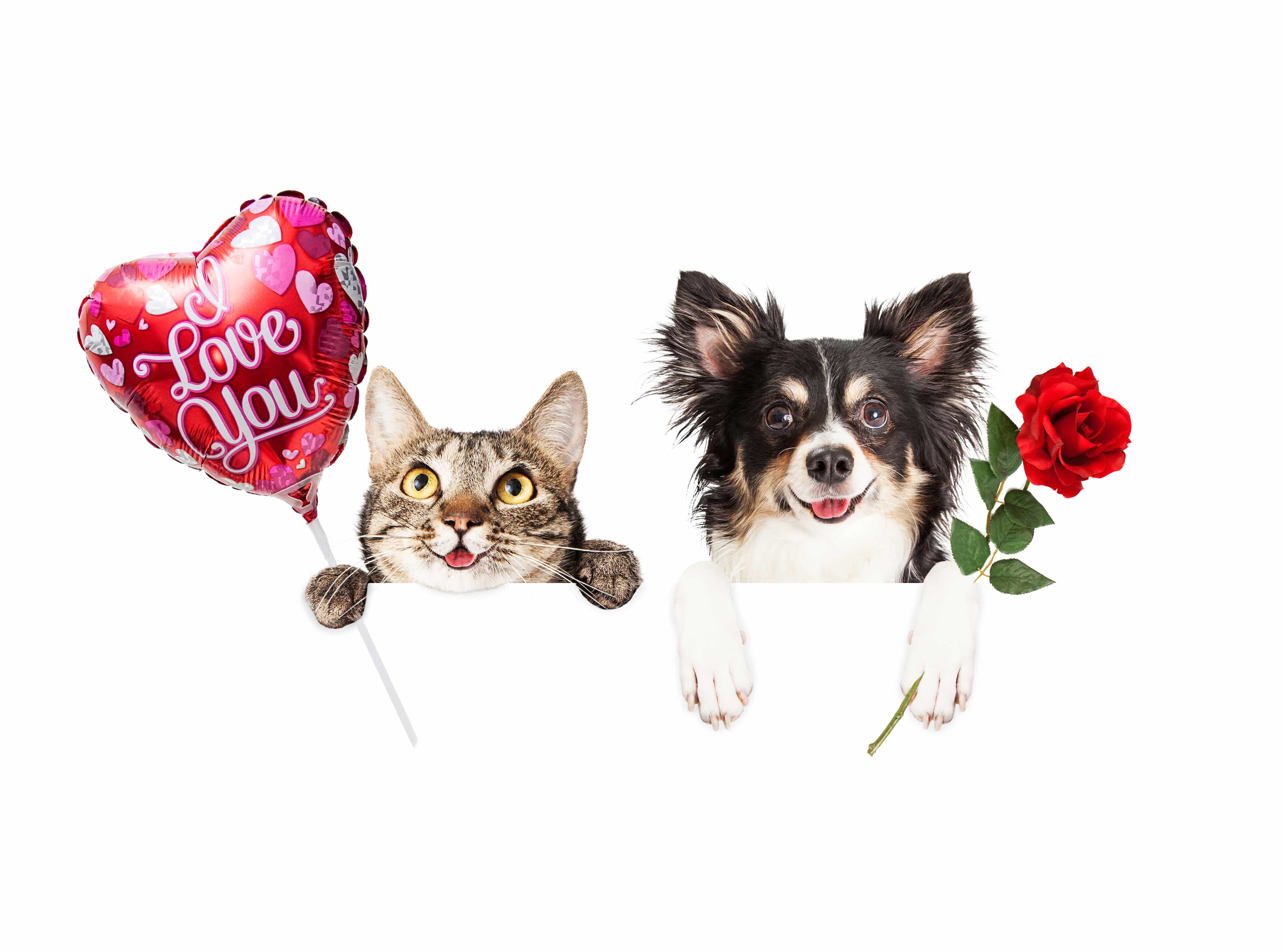 Cat And Dog Valentines Wallpapers - Wallpaper Cave