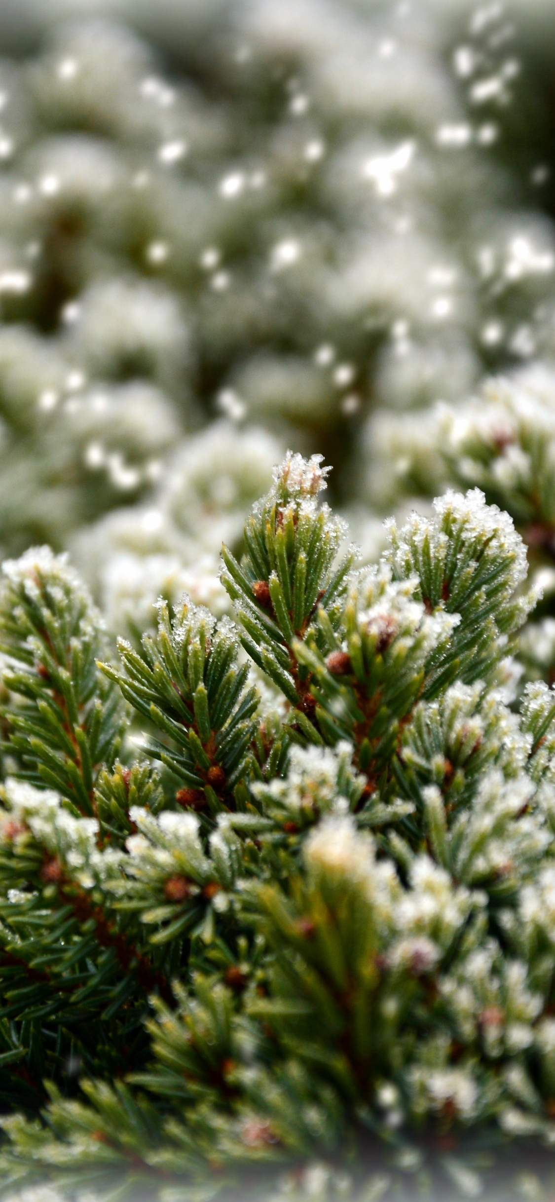 Up Close Winter Wallpapers - Wallpaper Cave