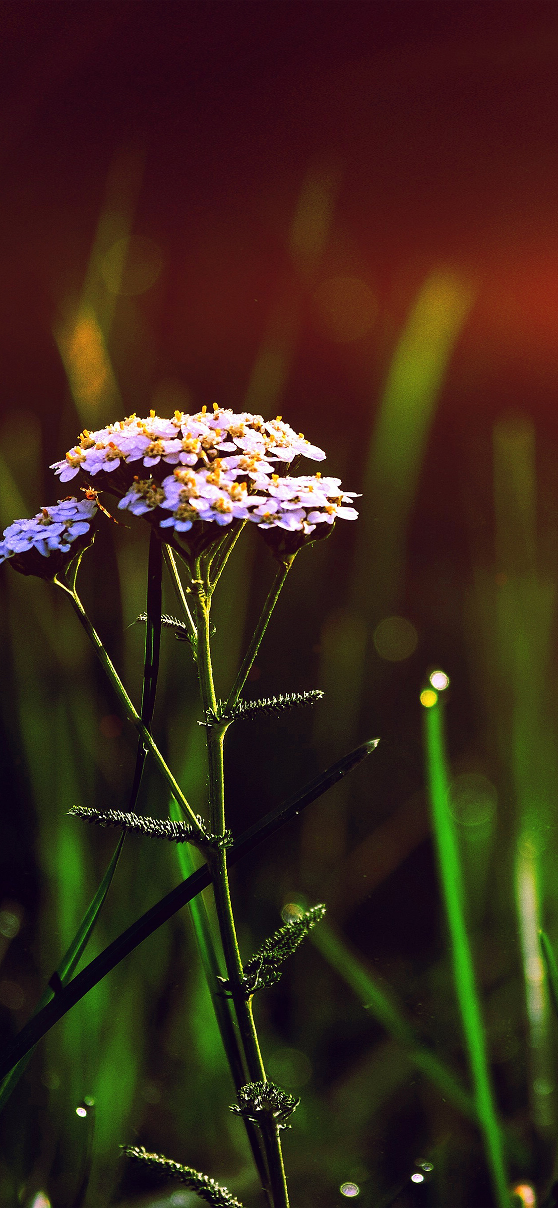 Cute Flowers Spring Wallpapers - Wallpaper Cave