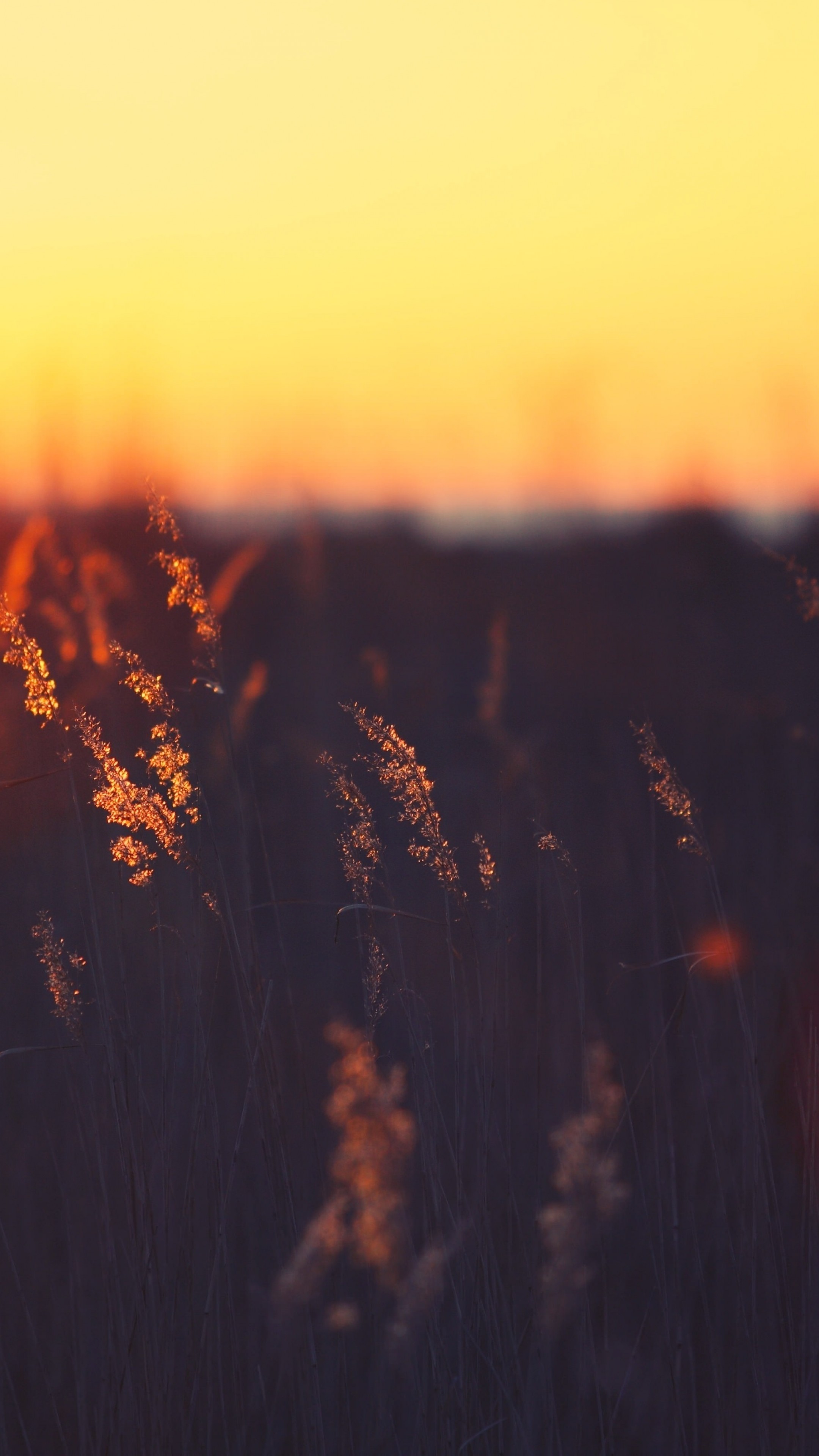Sunset Grass Wallpapers - Wallpaper Cave