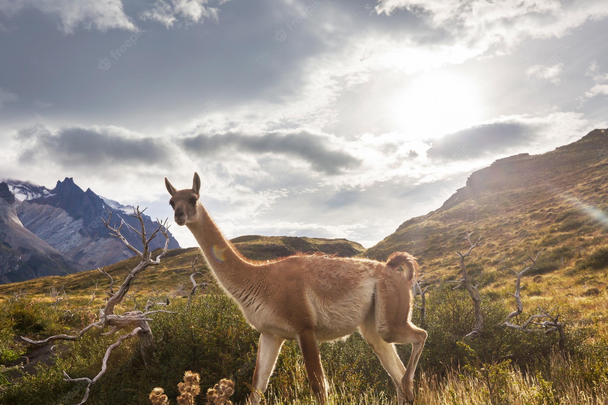 Guanaco Patagonia Chile Wallpapers - Wallpaper Cave