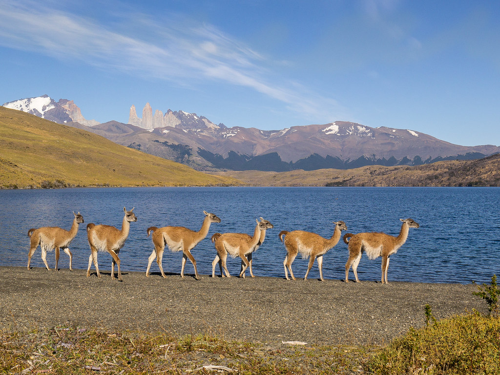 Guanaco Patagonia Chile Wallpapers - Wallpaper Cave