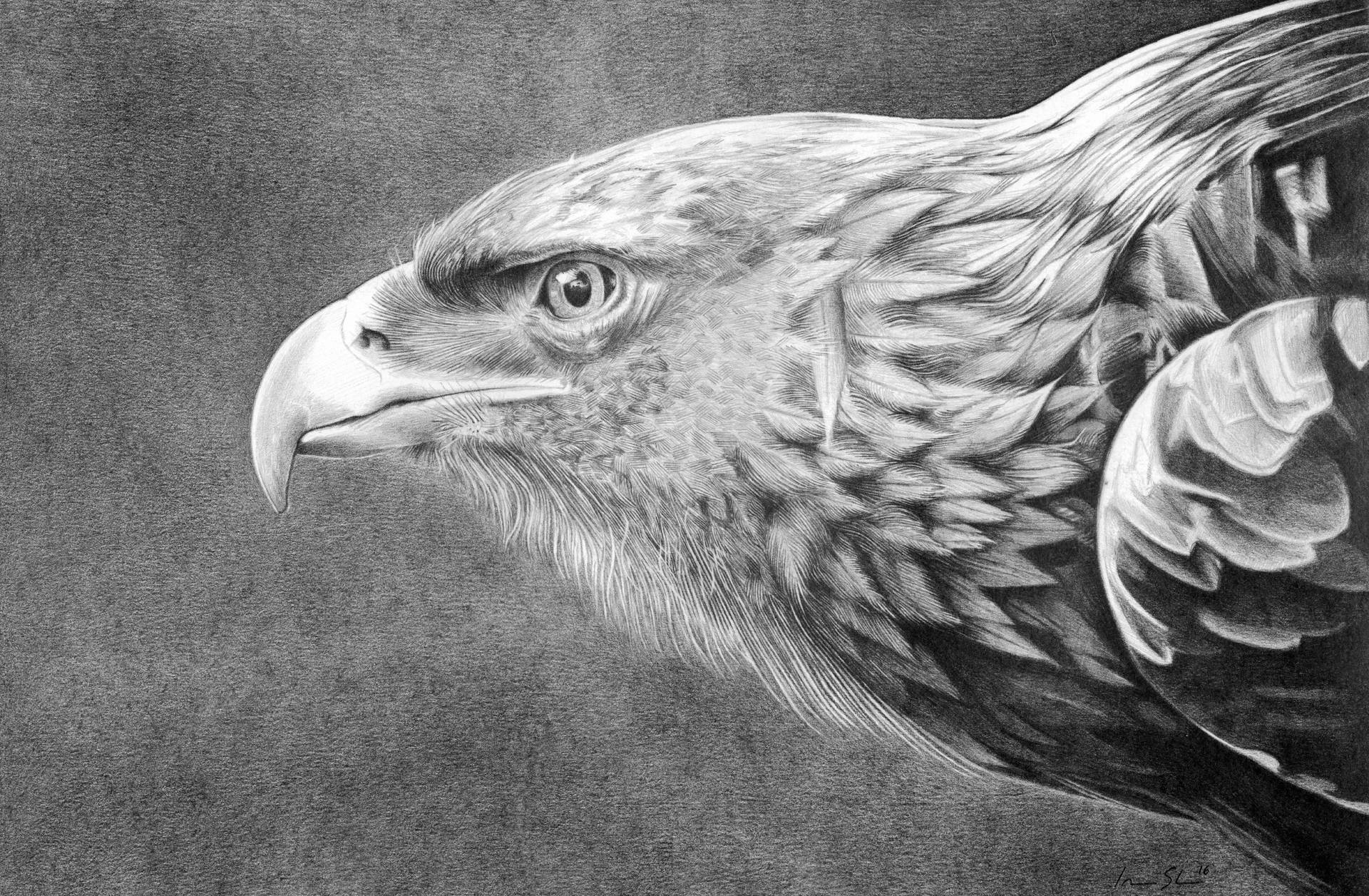 Hawk Drawing Wallpapers - Wallpaper Cave
