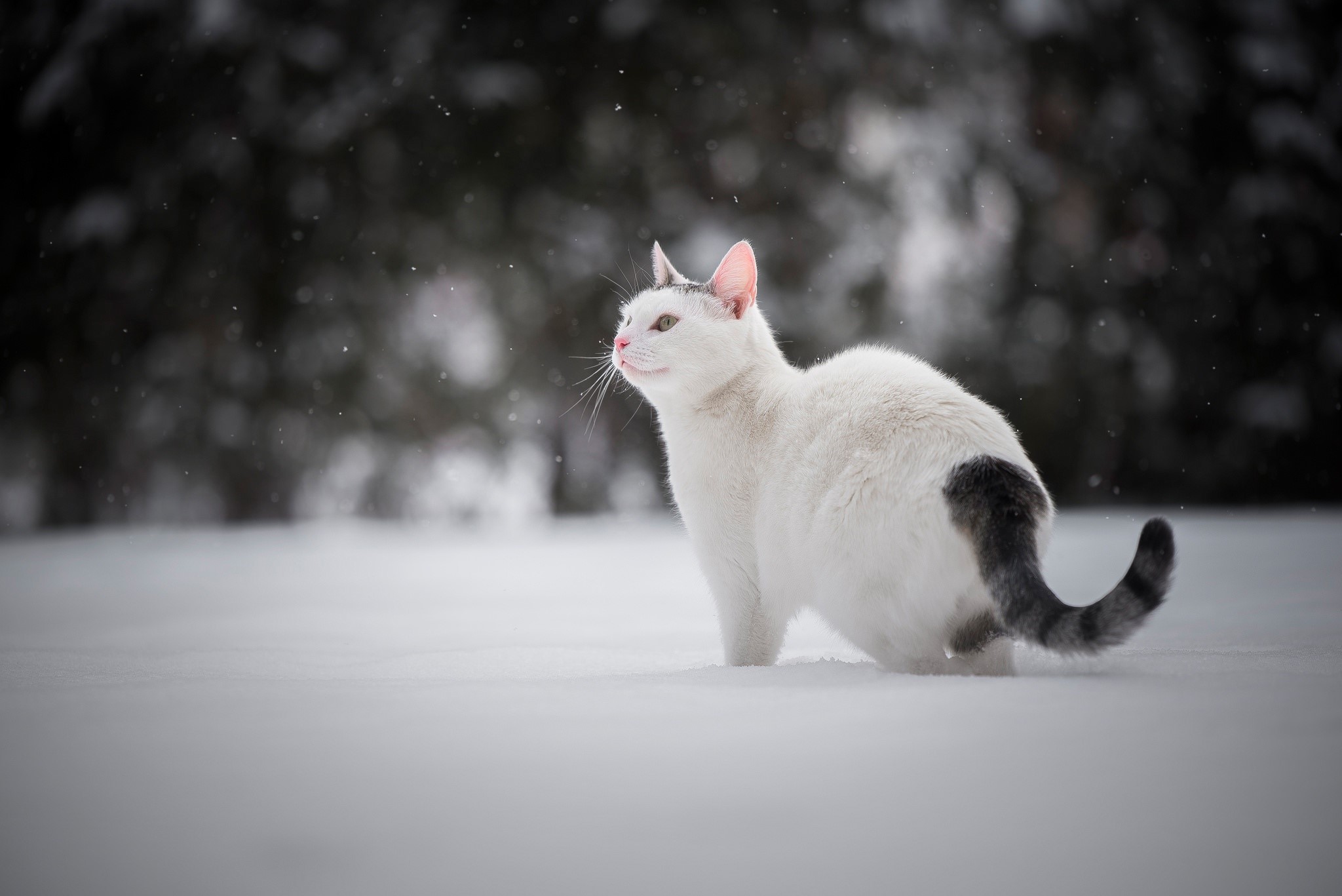 Winter Snow Cat Wallpapers - Wallpaper Cave