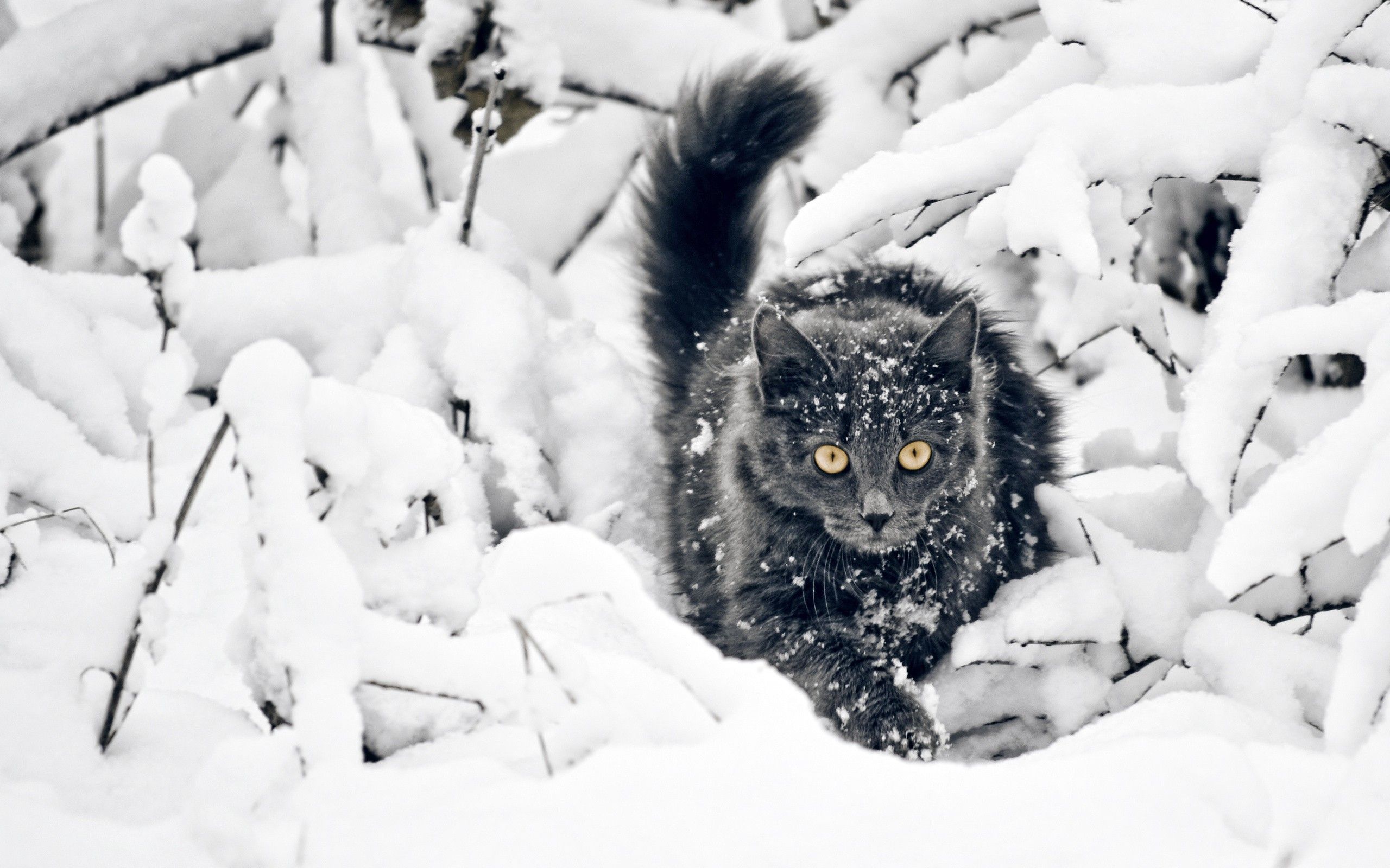 Winter Snow Cat Wallpapers - Wallpaper Cave