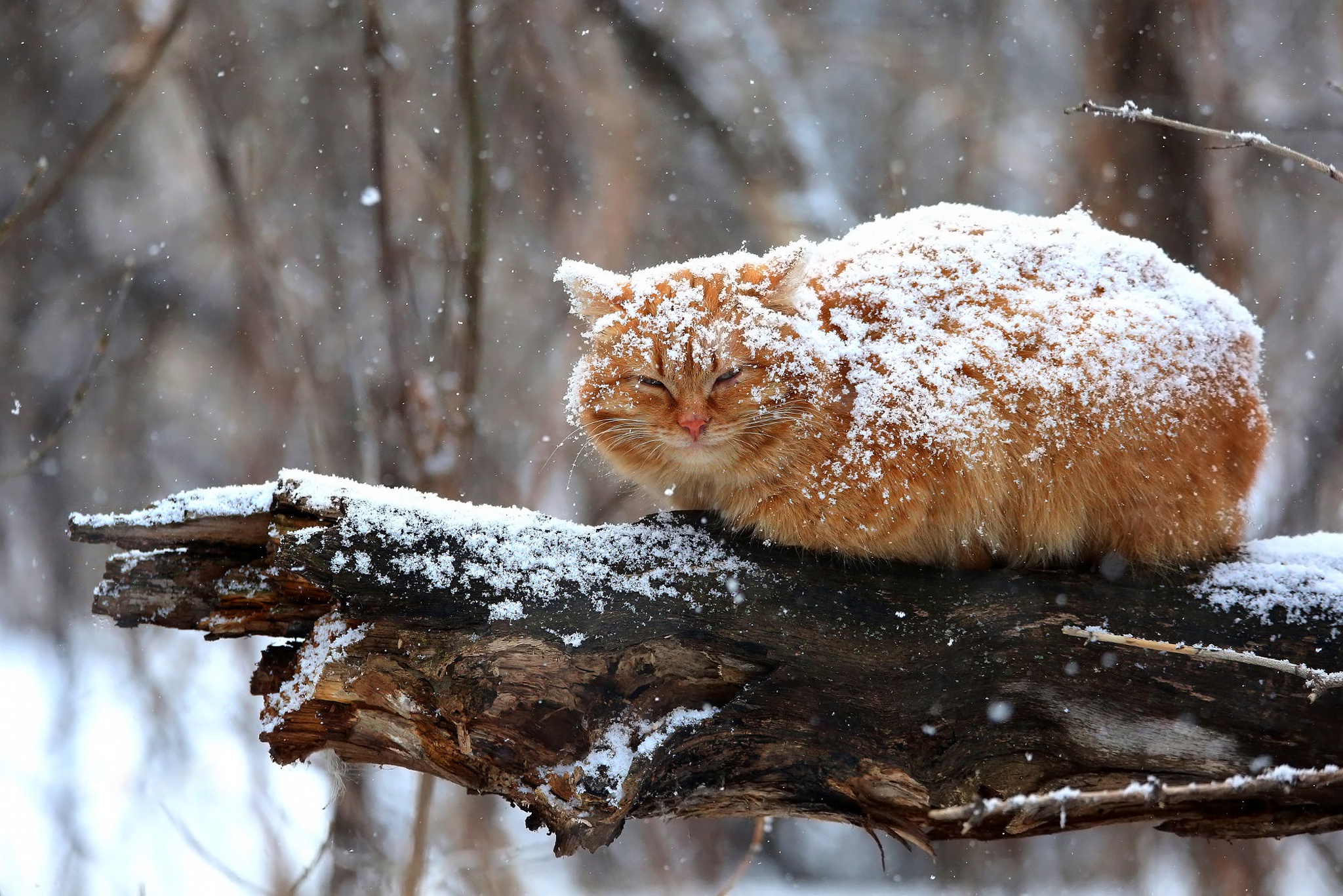 Winter Snow Cat Wallpapers - Wallpaper Cave