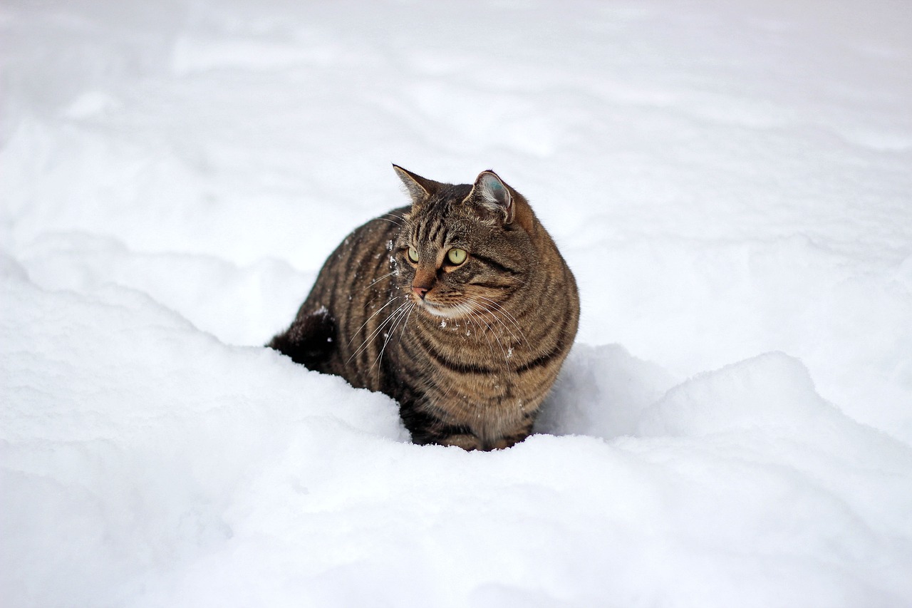 Winter Snow Cat Wallpapers - Wallpaper Cave