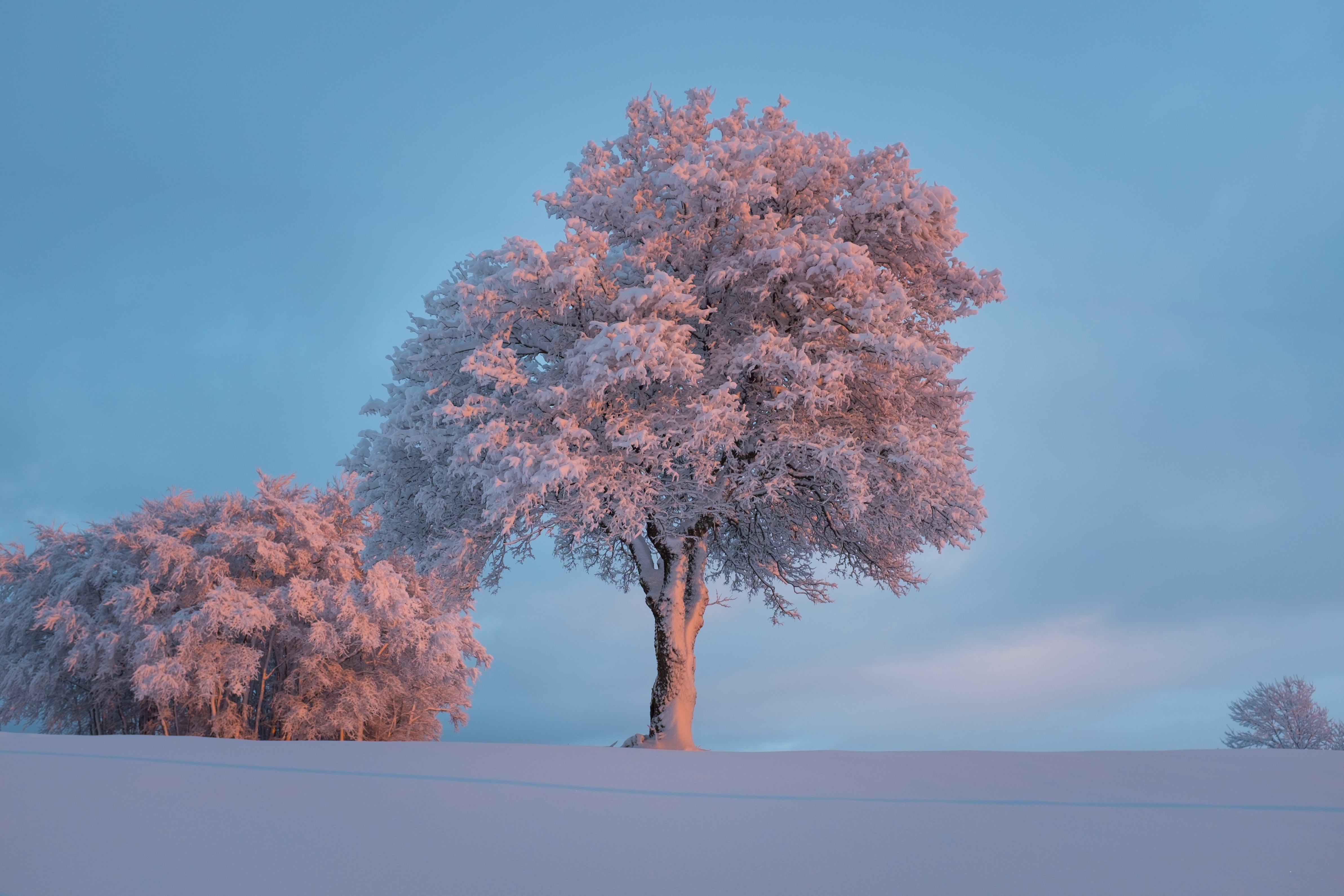 Pink Winter Desktop Wallpapers - Wallpaper Cave