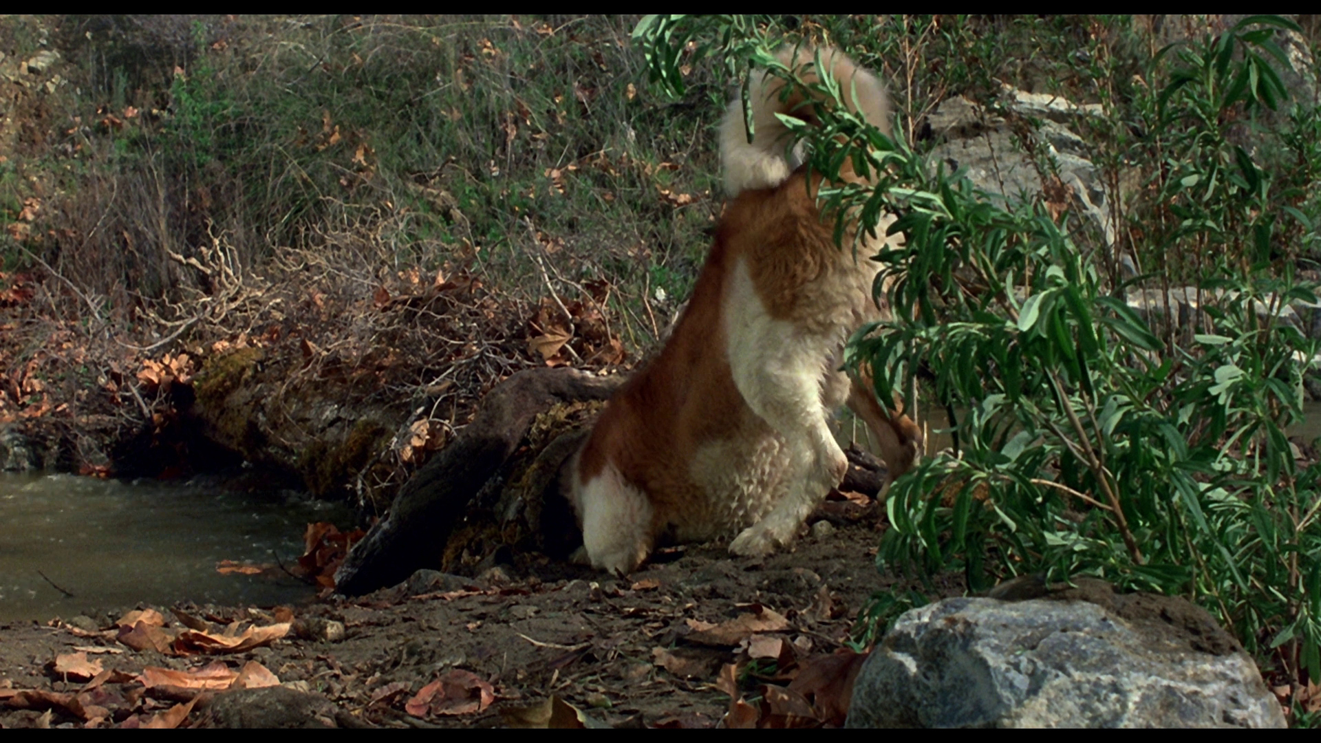 Cujo 1983 Wallpapers - Wallpaper Cave