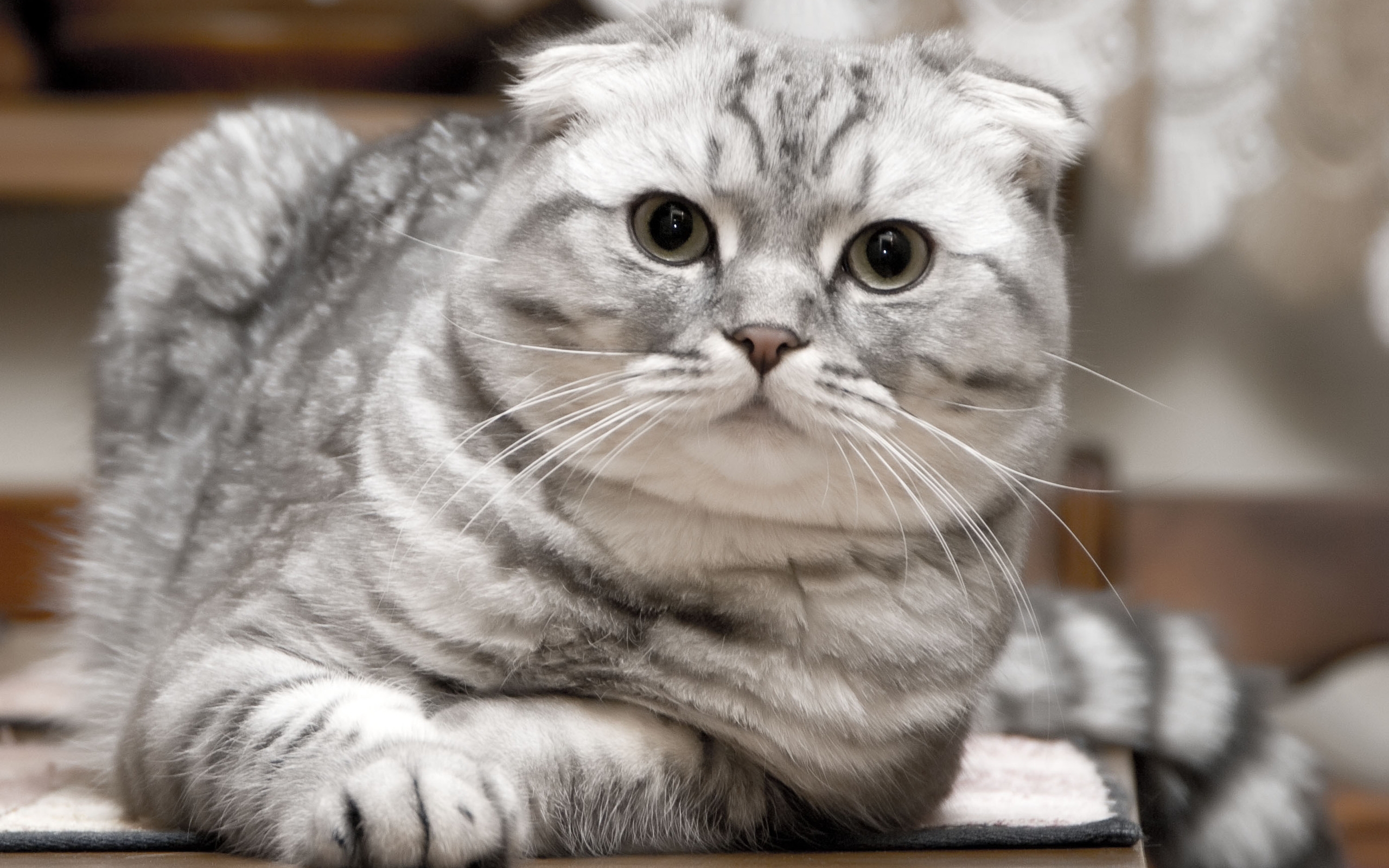 Scottish Fold Cat Wallpapers - Wallpaper Cave