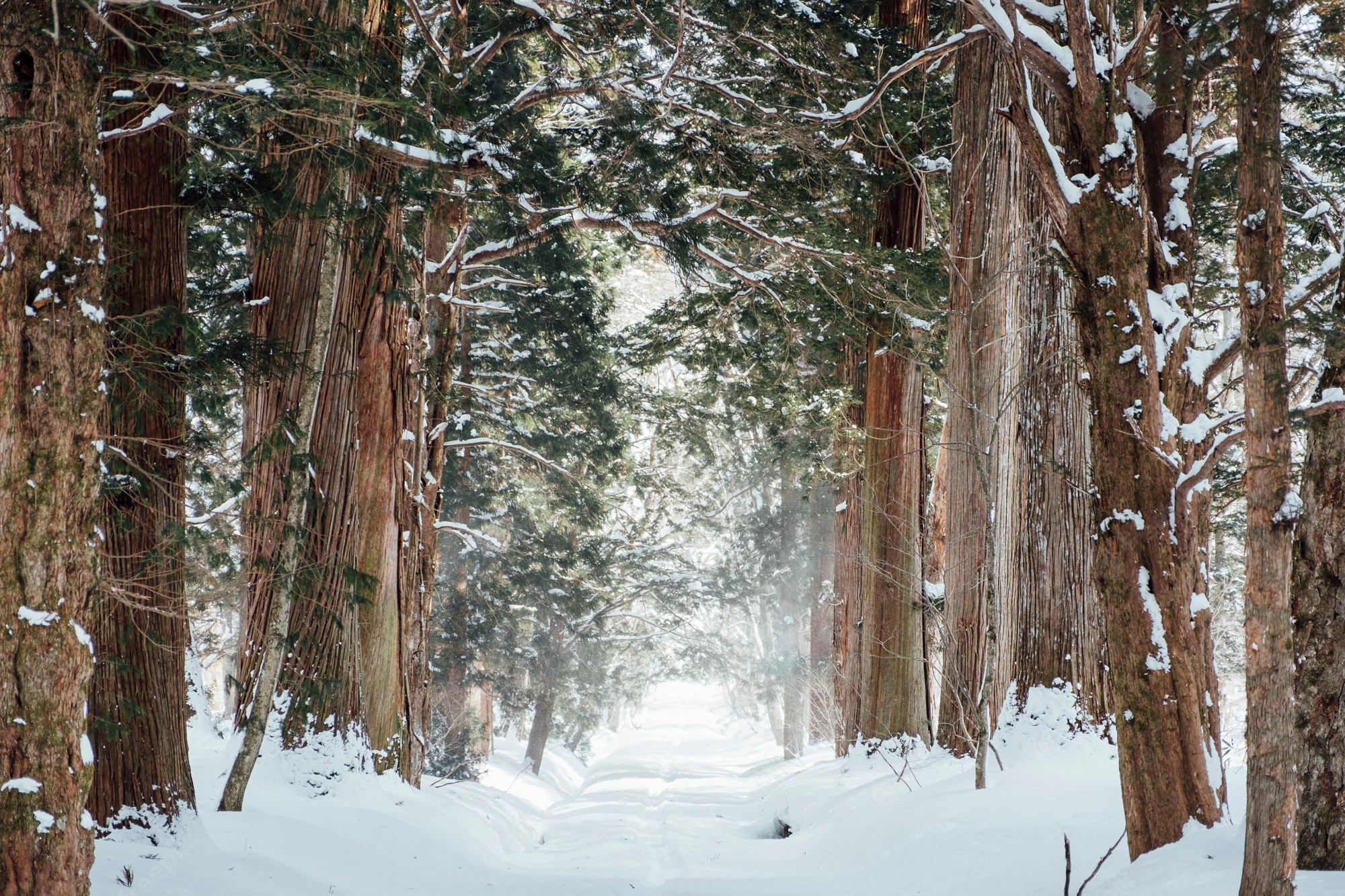 Japanese Forest Winter Wallpapers - Wallpaper Cave