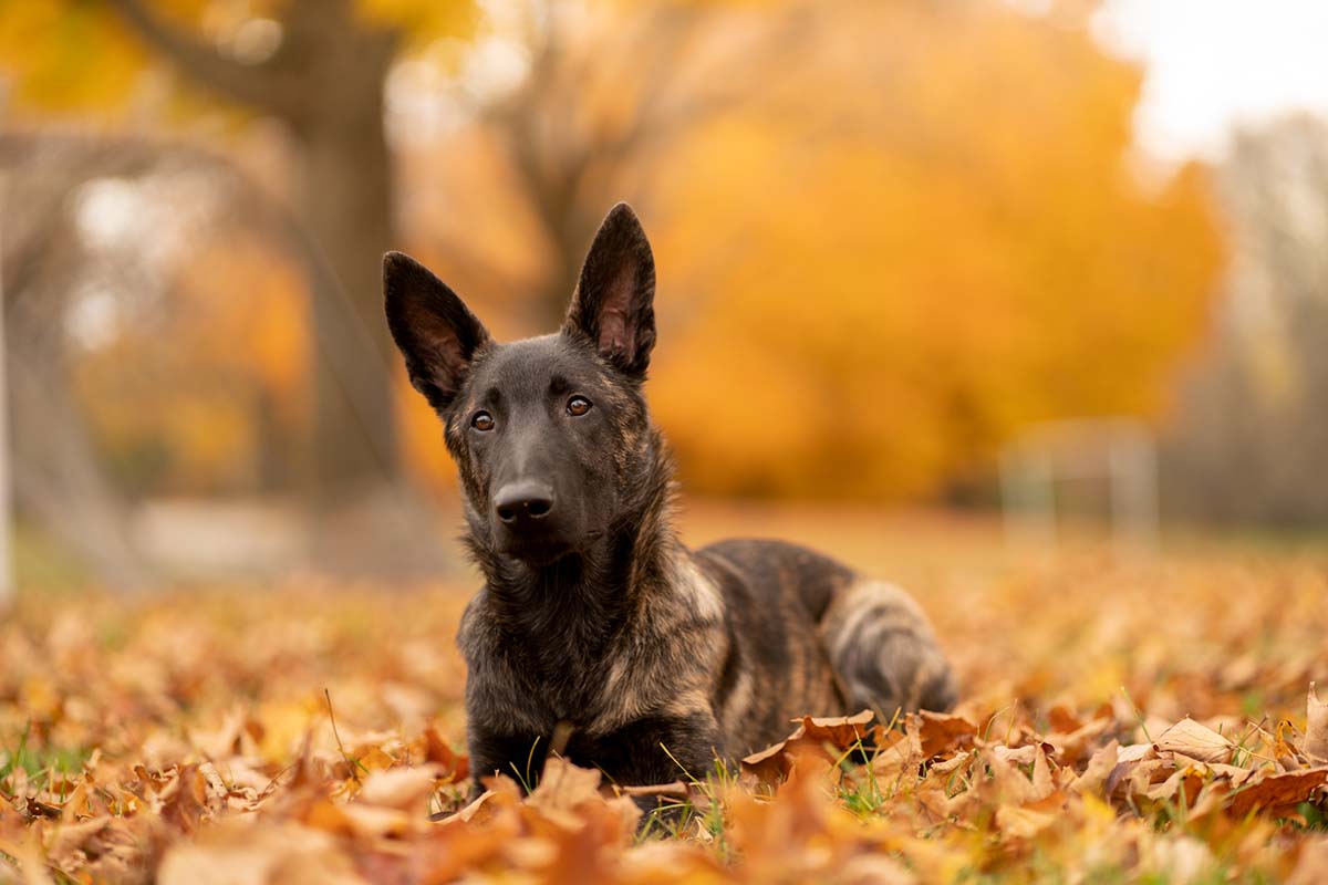 Dutch Shepherd Wallpapers - Wallpaper Cave