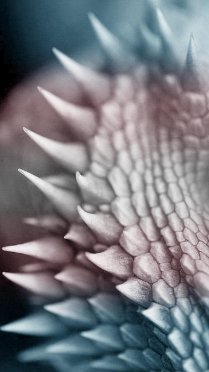 Trans Dragon Wallpapers - Wallpaper Cave