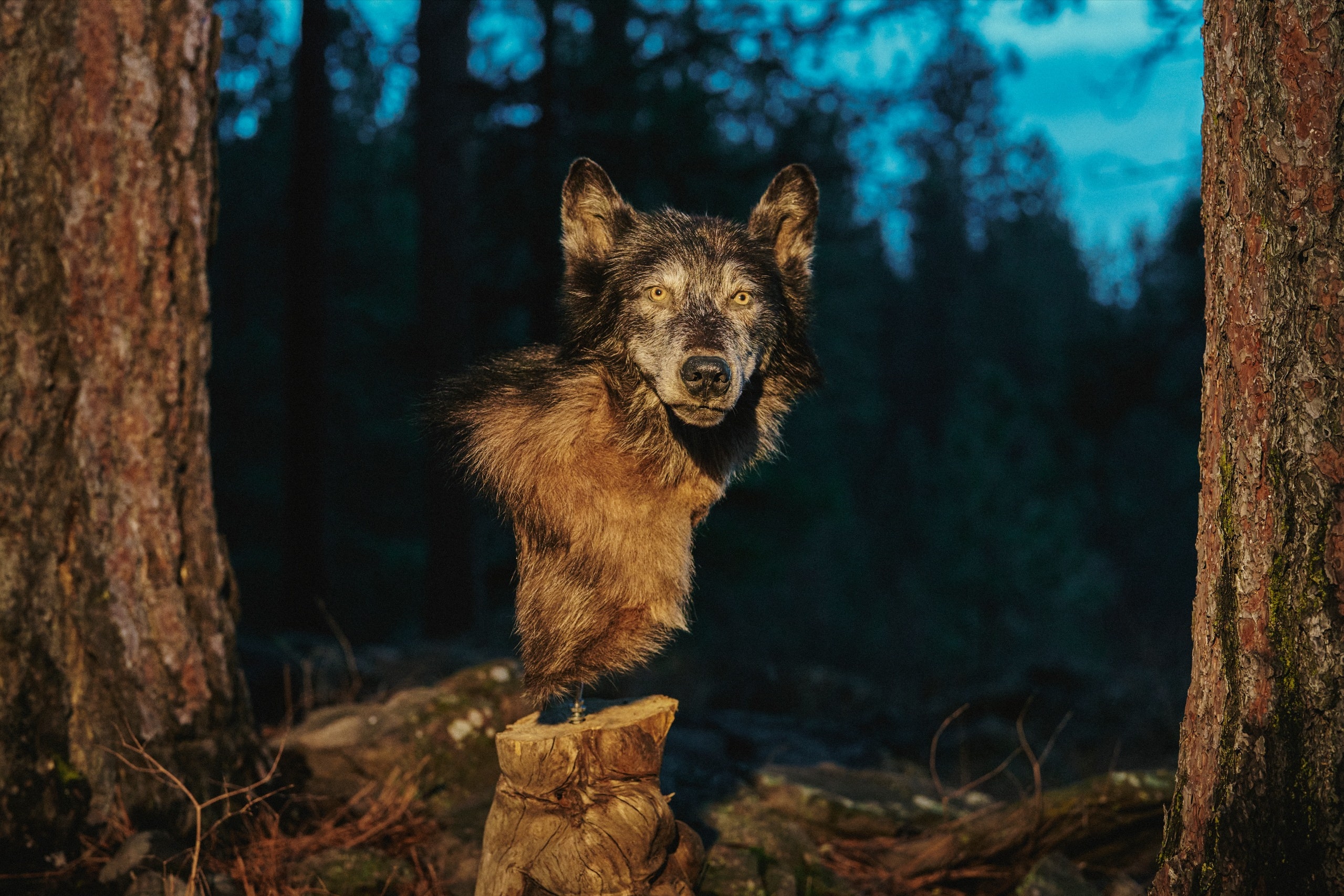 Wolf People Wallpapers - Wallpaper Cave