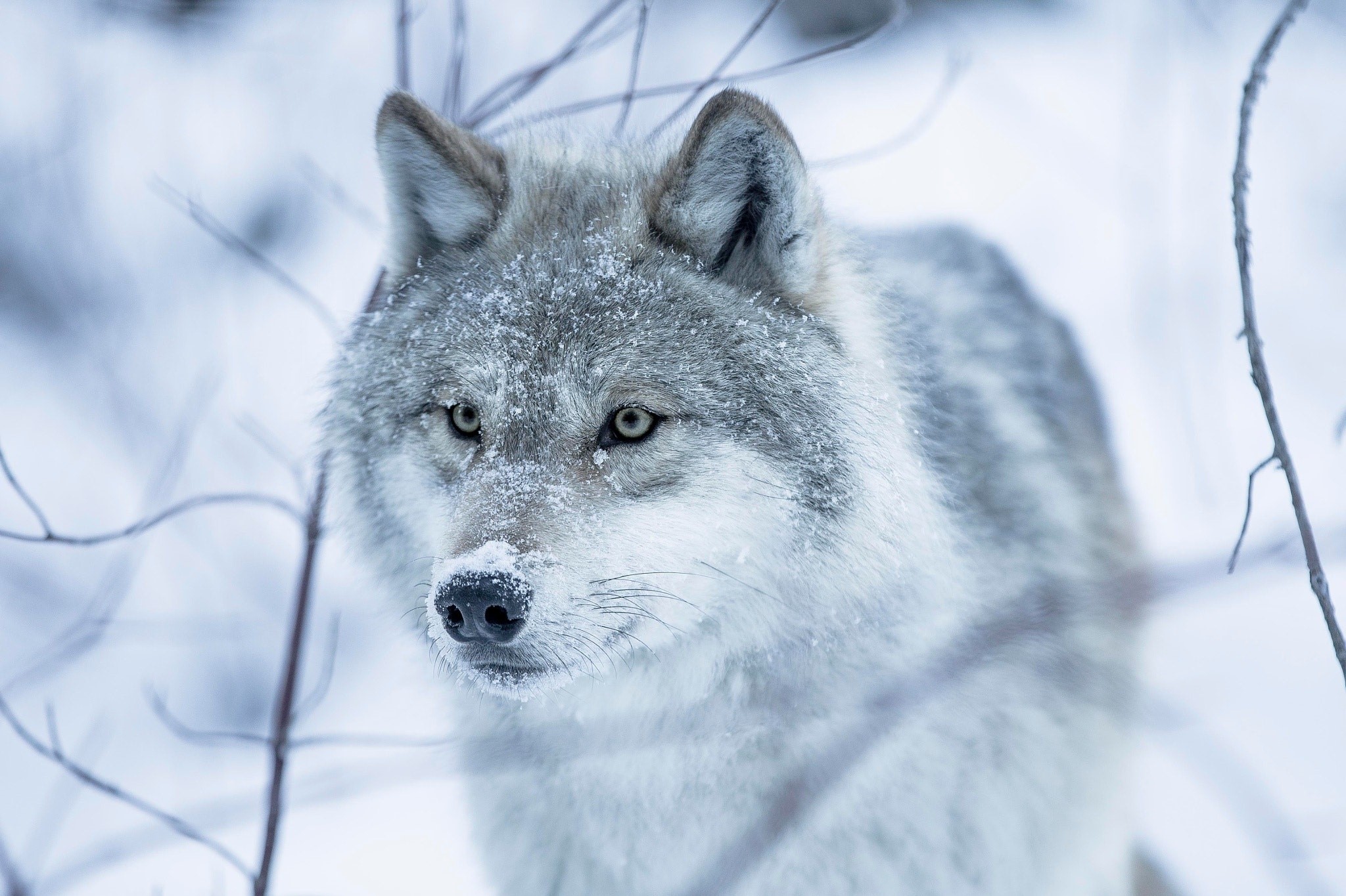 Wolf People Wallpapers - Wallpaper Cave