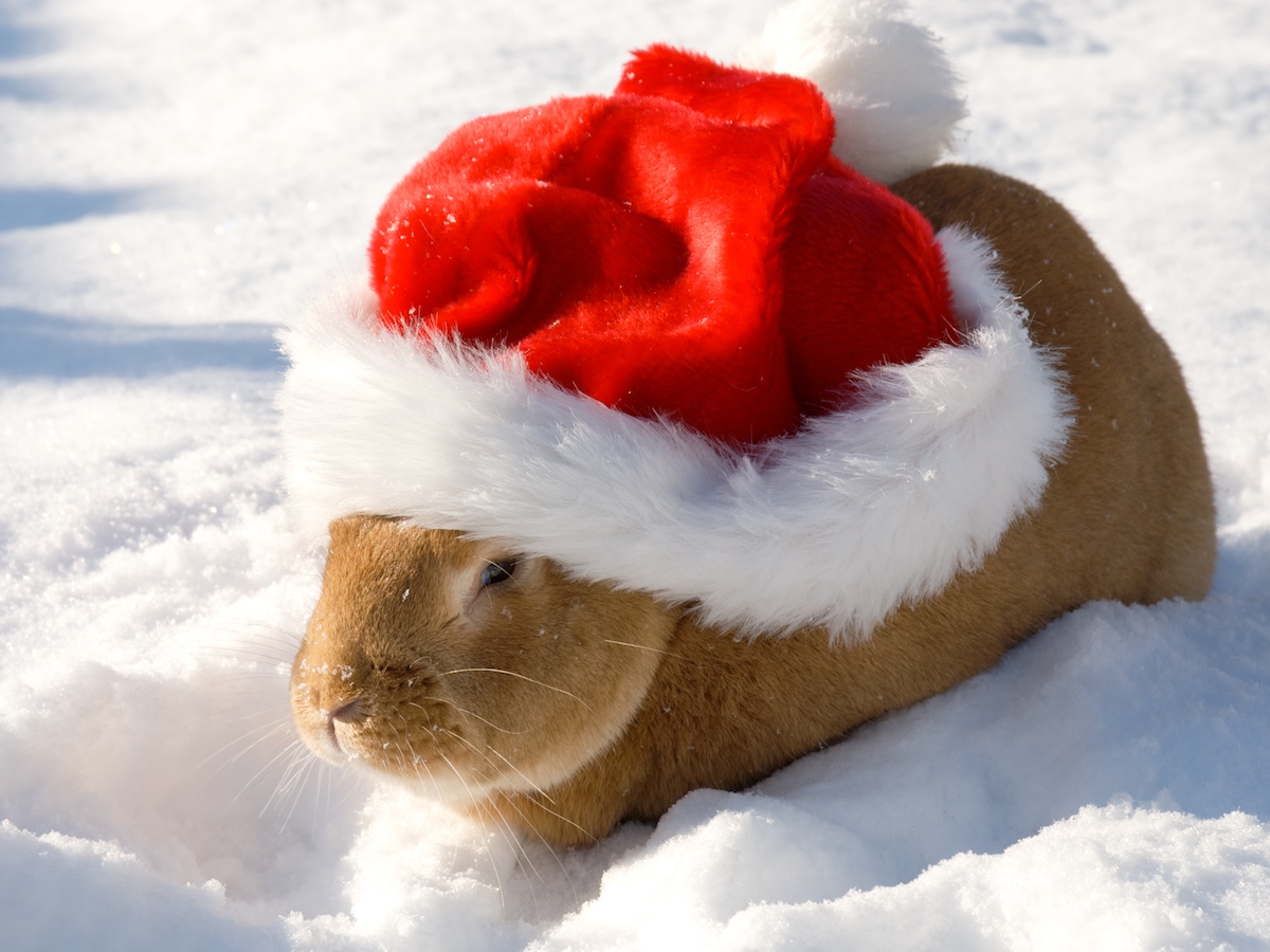 Cute Winter Bunny Wallpapers - Wallpaper Cave