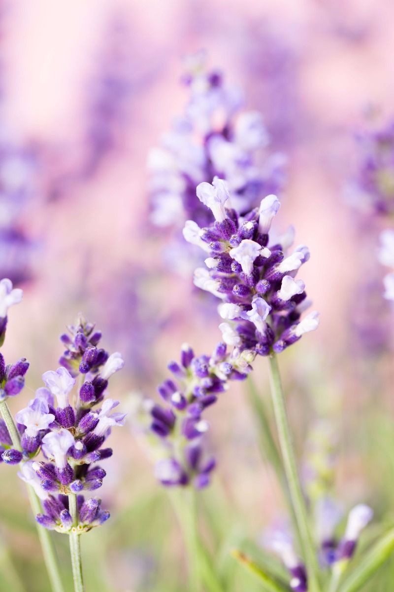 Lavender Phone Wallpapers - Wallpaper Cave