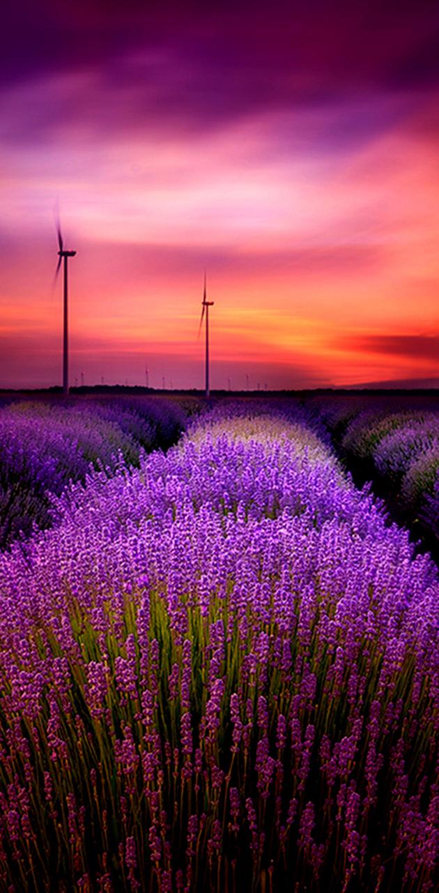 Lavender Phone Wallpapers - Wallpaper Cave