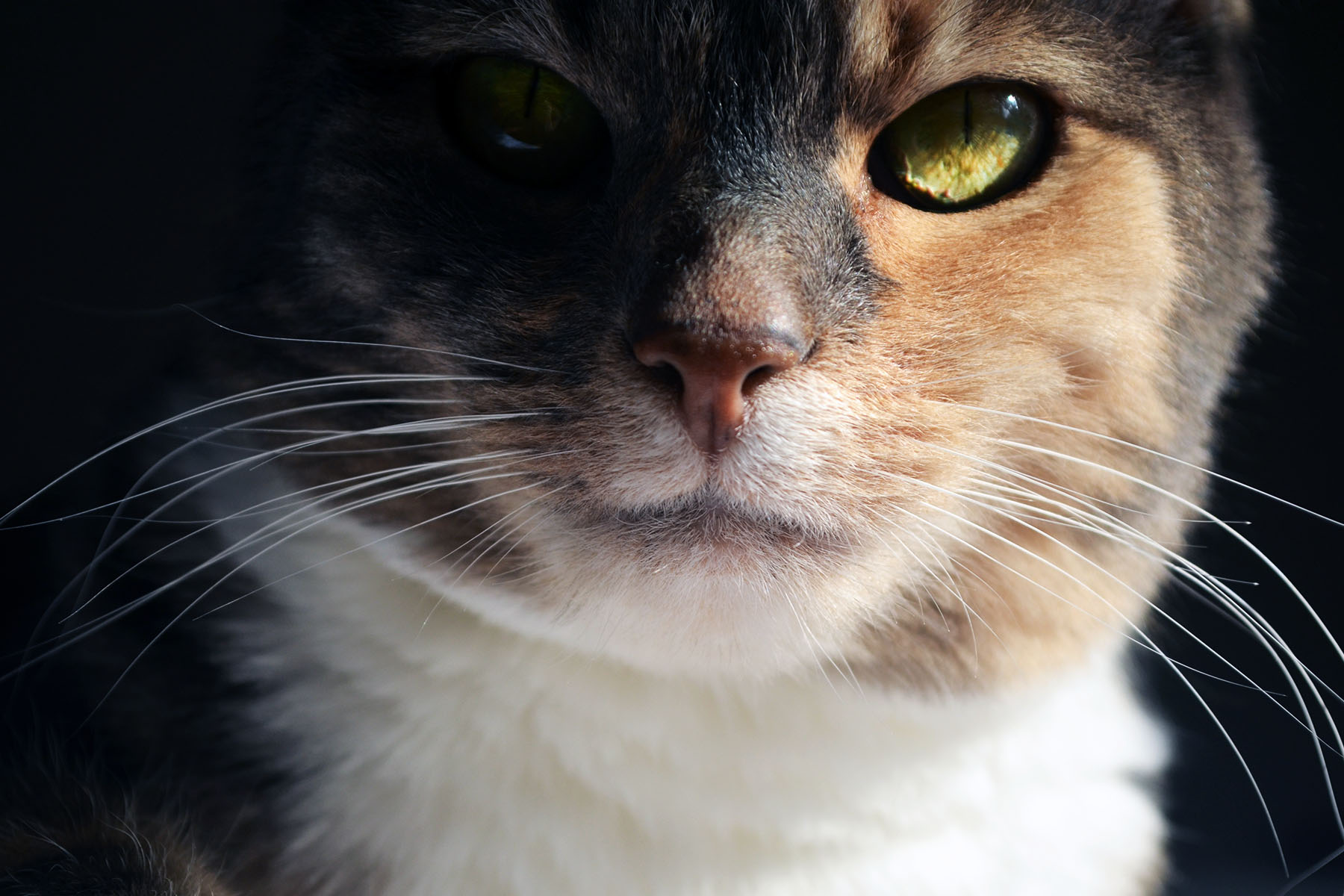 Majestic Cat Wallpapers - Wallpaper Cave