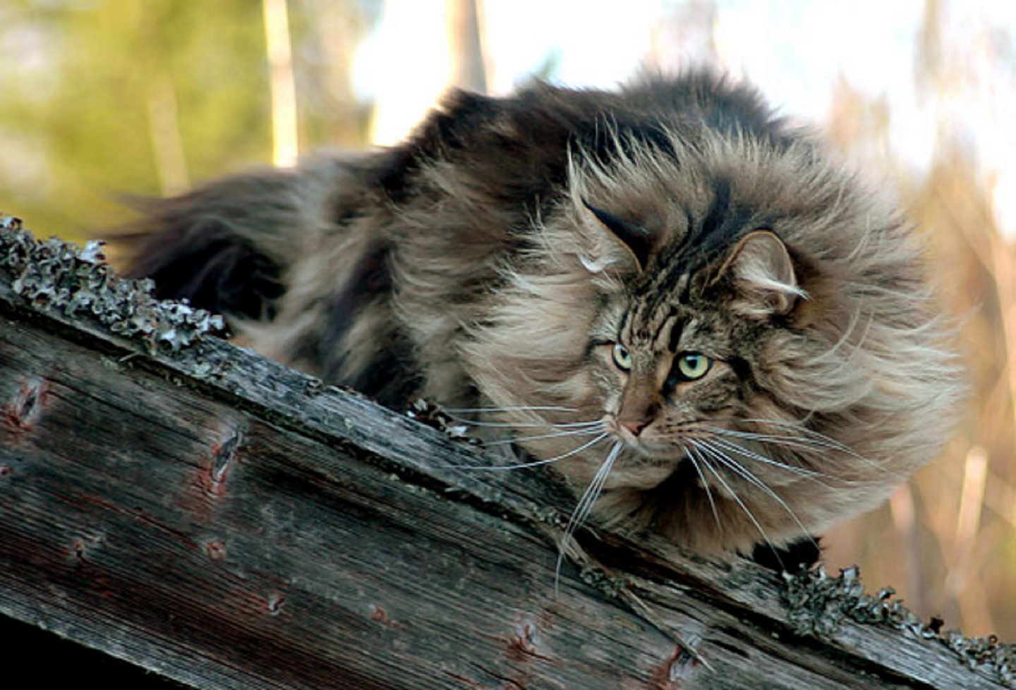 Majestic Cat Wallpapers - Wallpaper Cave