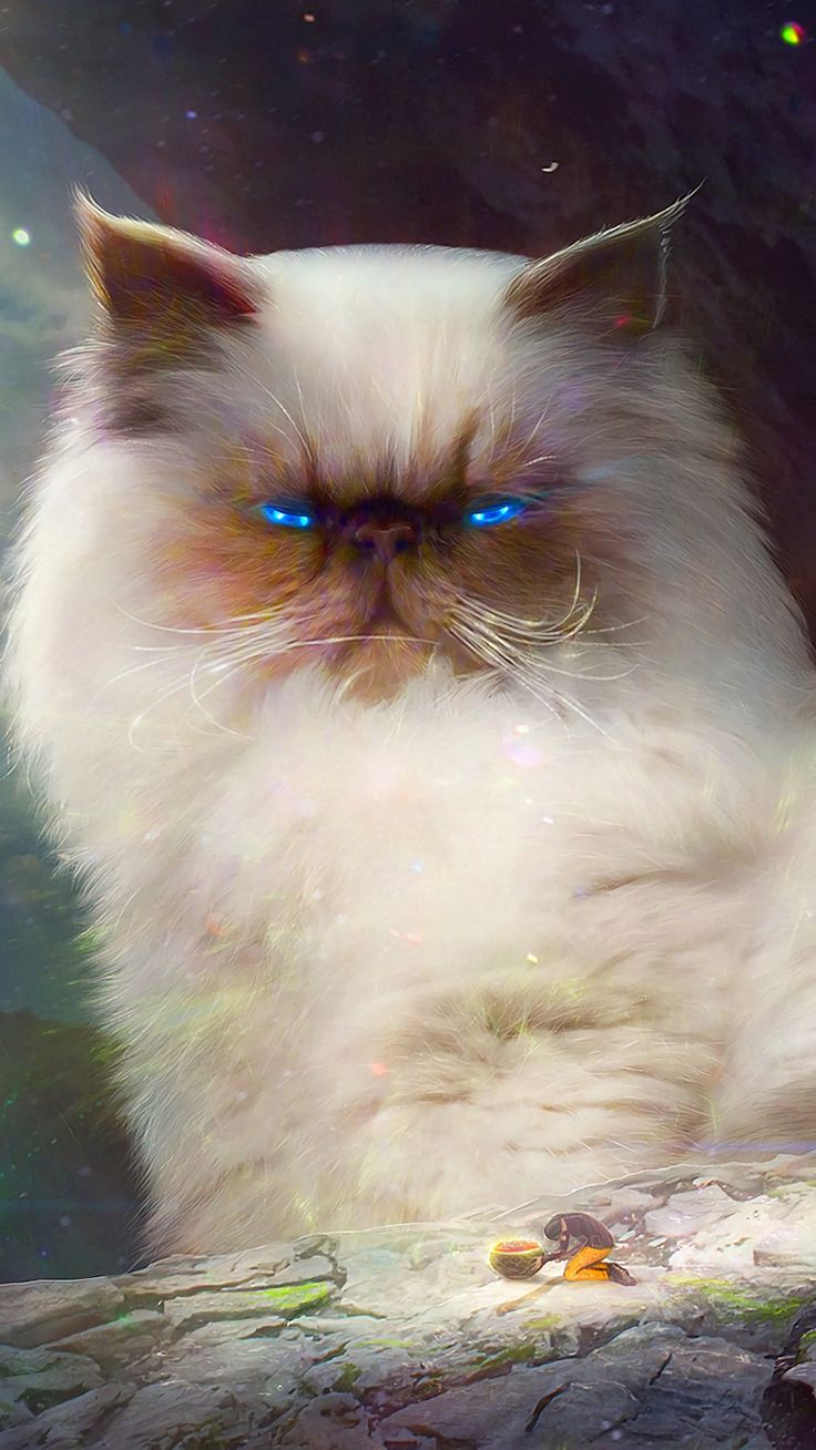 Majestic Cat Wallpapers - Wallpaper Cave