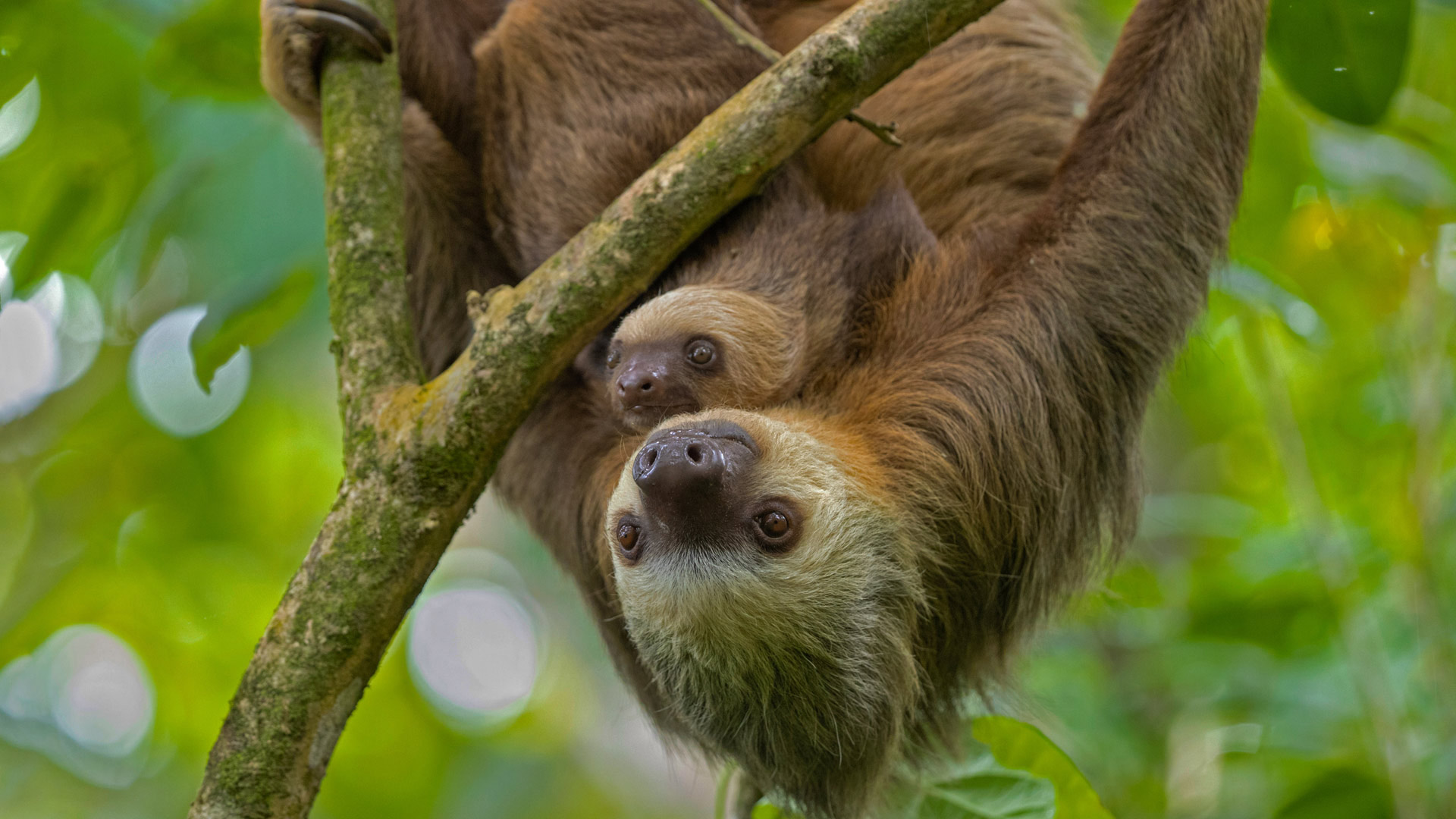 Spring Sloths Wallpapers - Wallpaper Cave