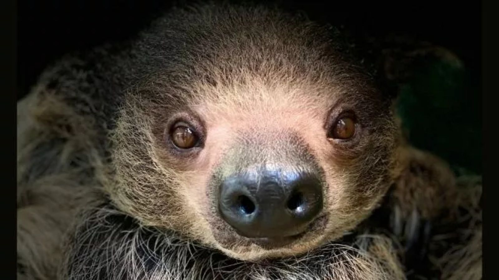 Spring Sloths Wallpapers - Wallpaper Cave