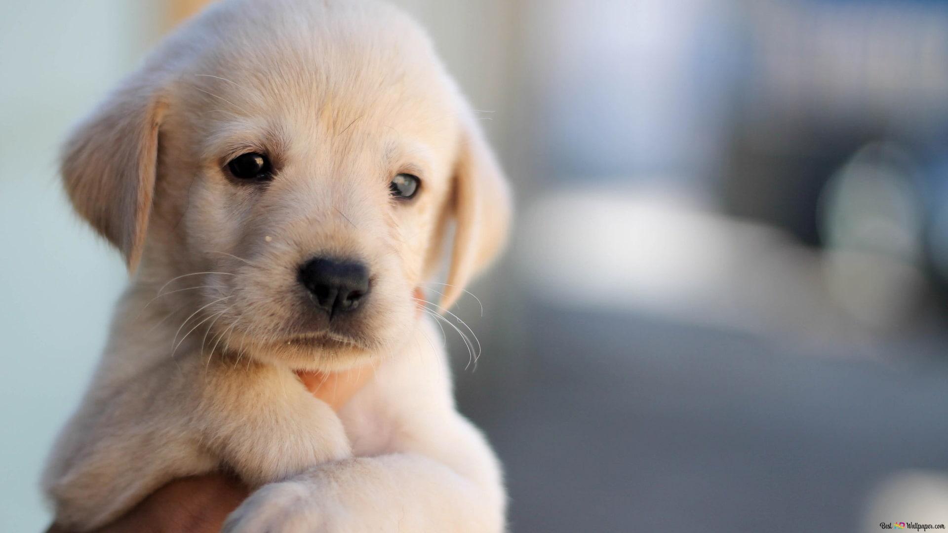 Very Cute Pets Wallpapers - Wallpaper Cave