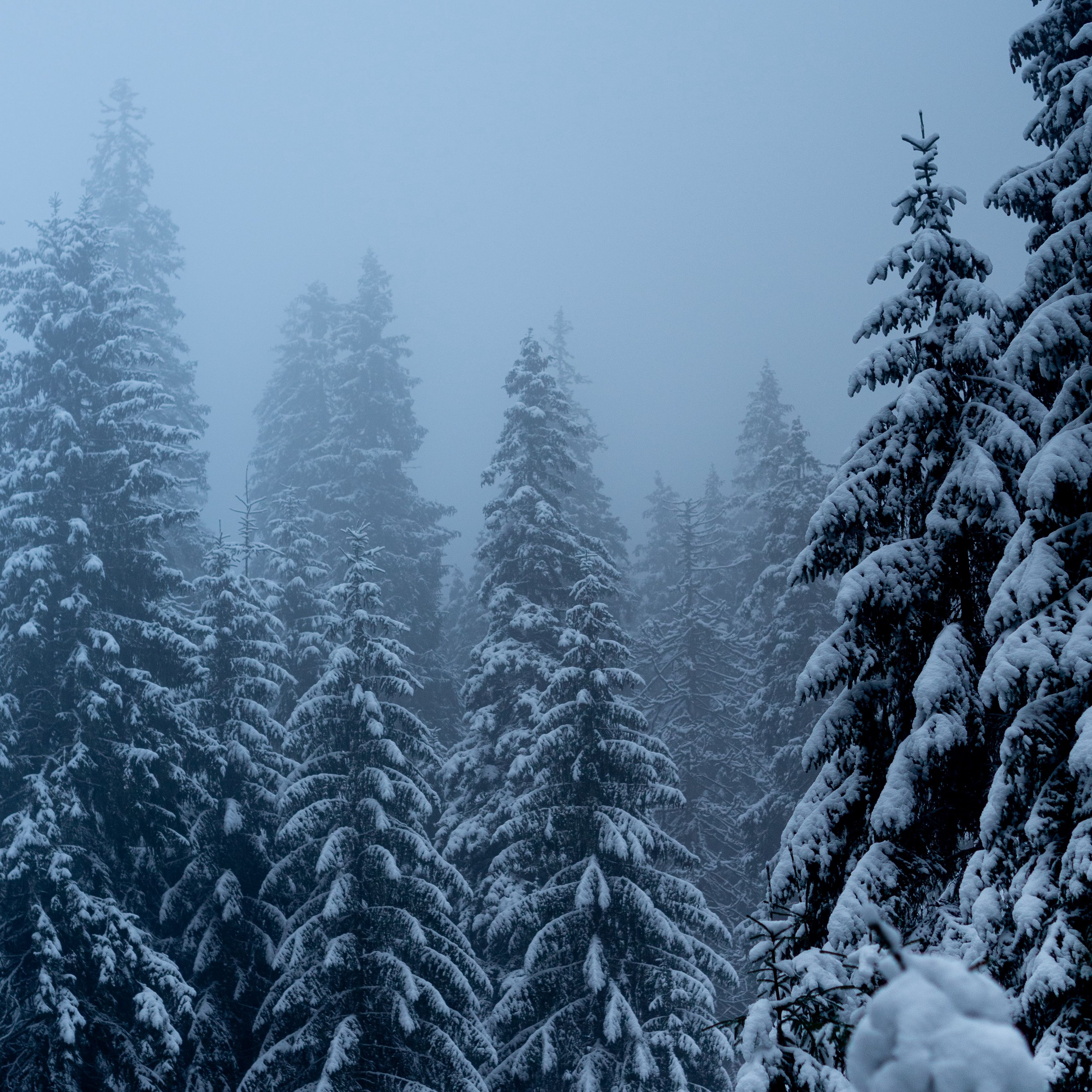 Winter Pine Snow Trees Wallpapers - Wallpaper Cave