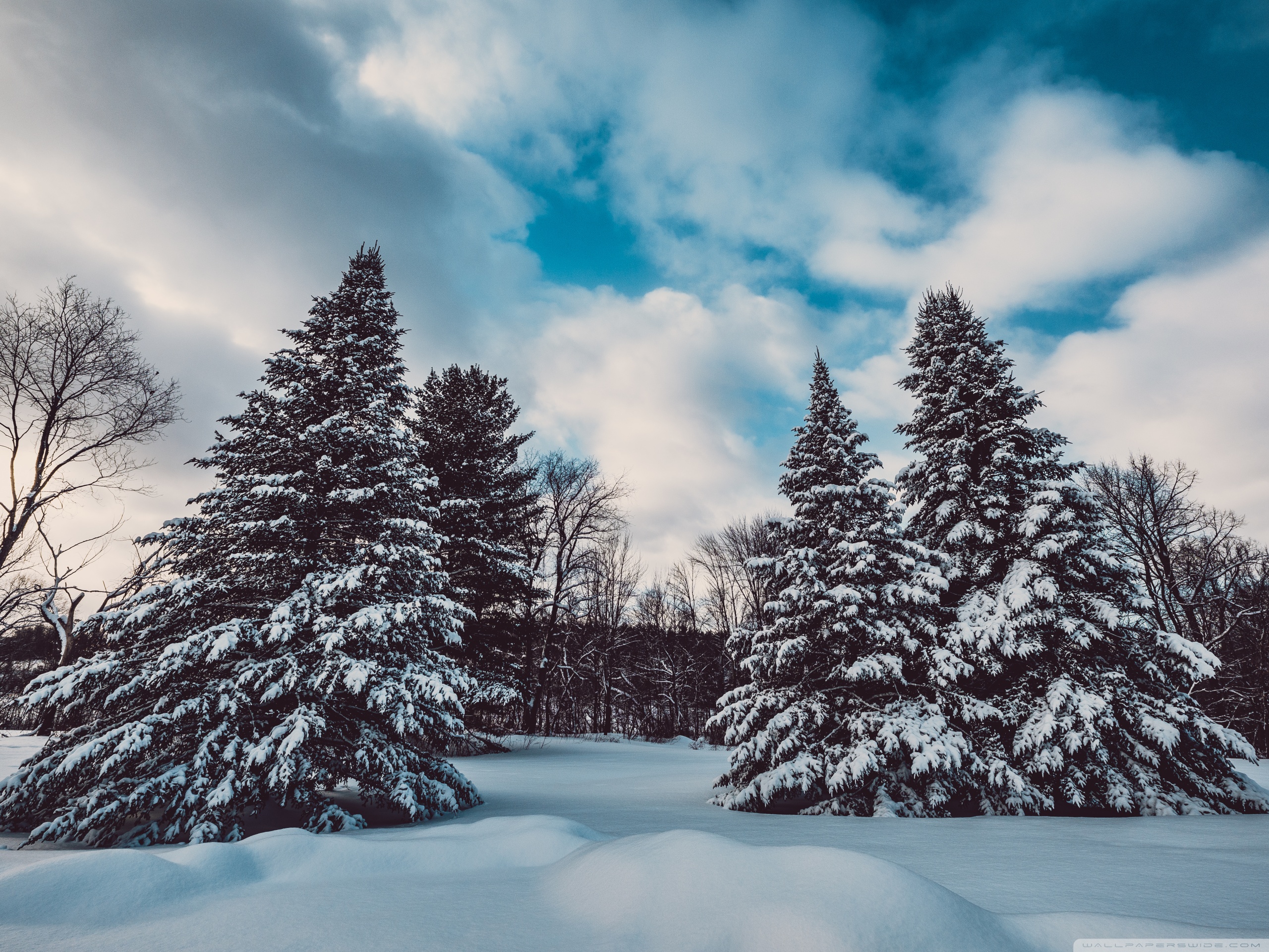 Winter Pine Snow Trees Wallpapers - Wallpaper Cave