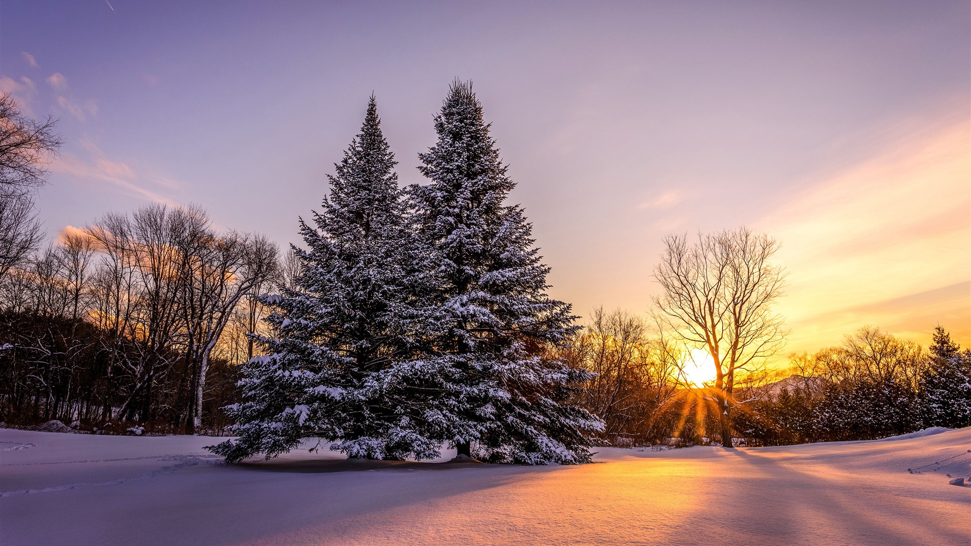 Winter Pine Snow Trees Wallpapers - Wallpaper Cave