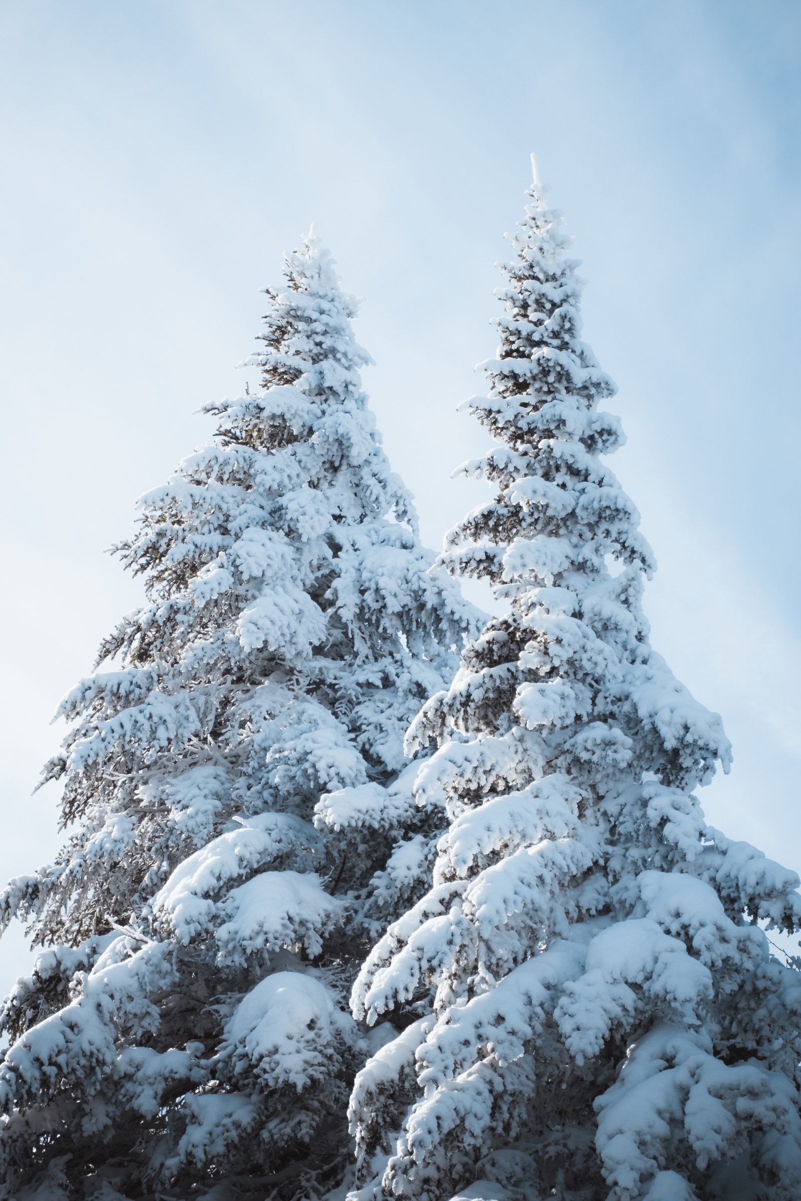 Winter Pine Snow Trees Wallpapers - Wallpaper Cave