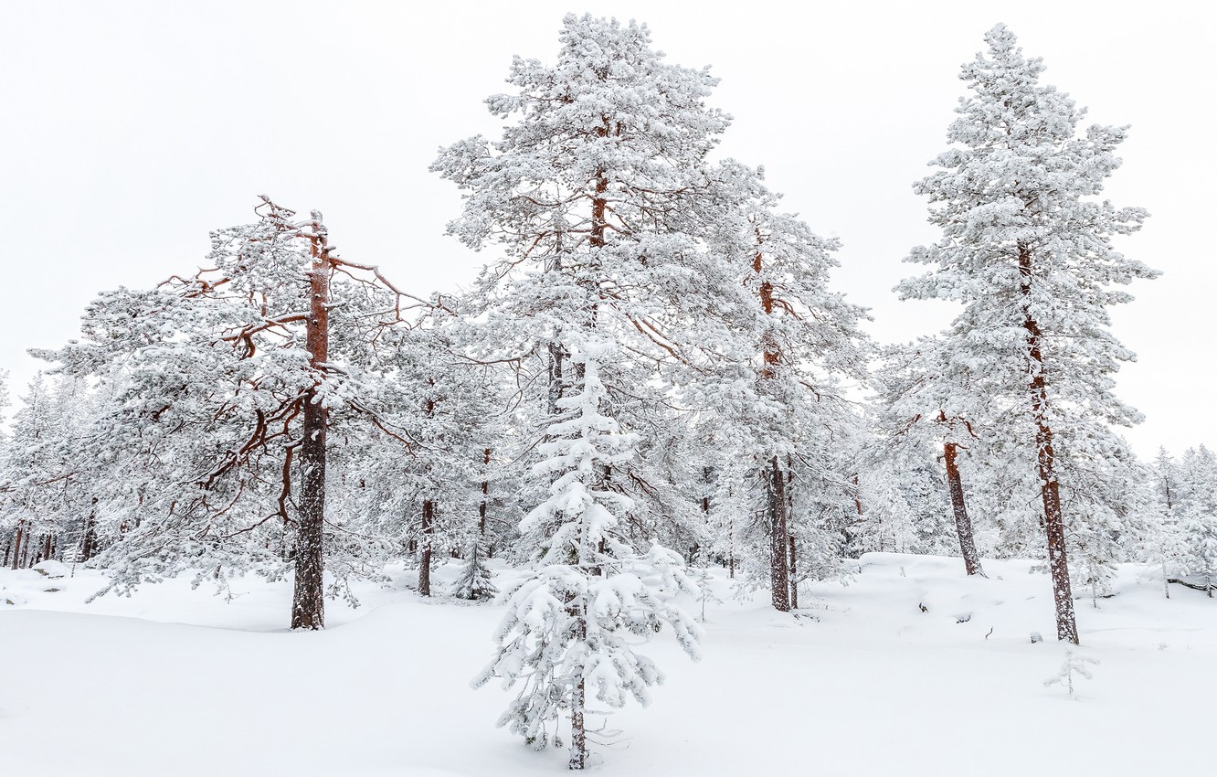 Winter Pine Snow Trees Wallpapers - Wallpaper Cave
