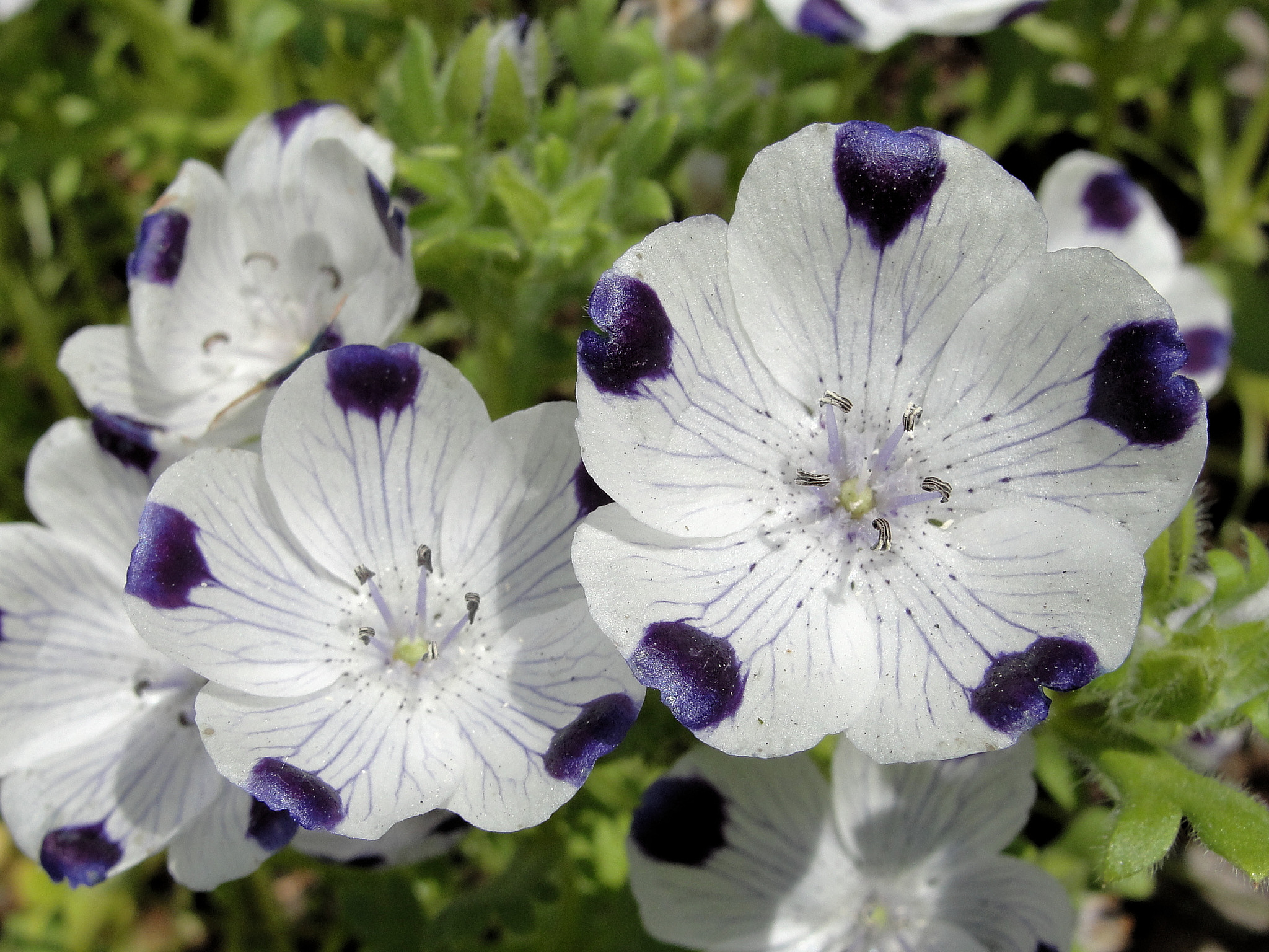 Nemophila Wallpapers - Wallpaper Cave