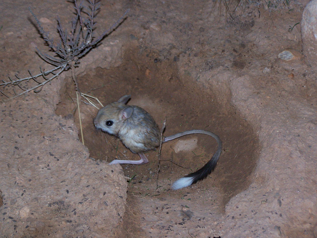 Jerboa Wallpapers - Wallpaper Cave